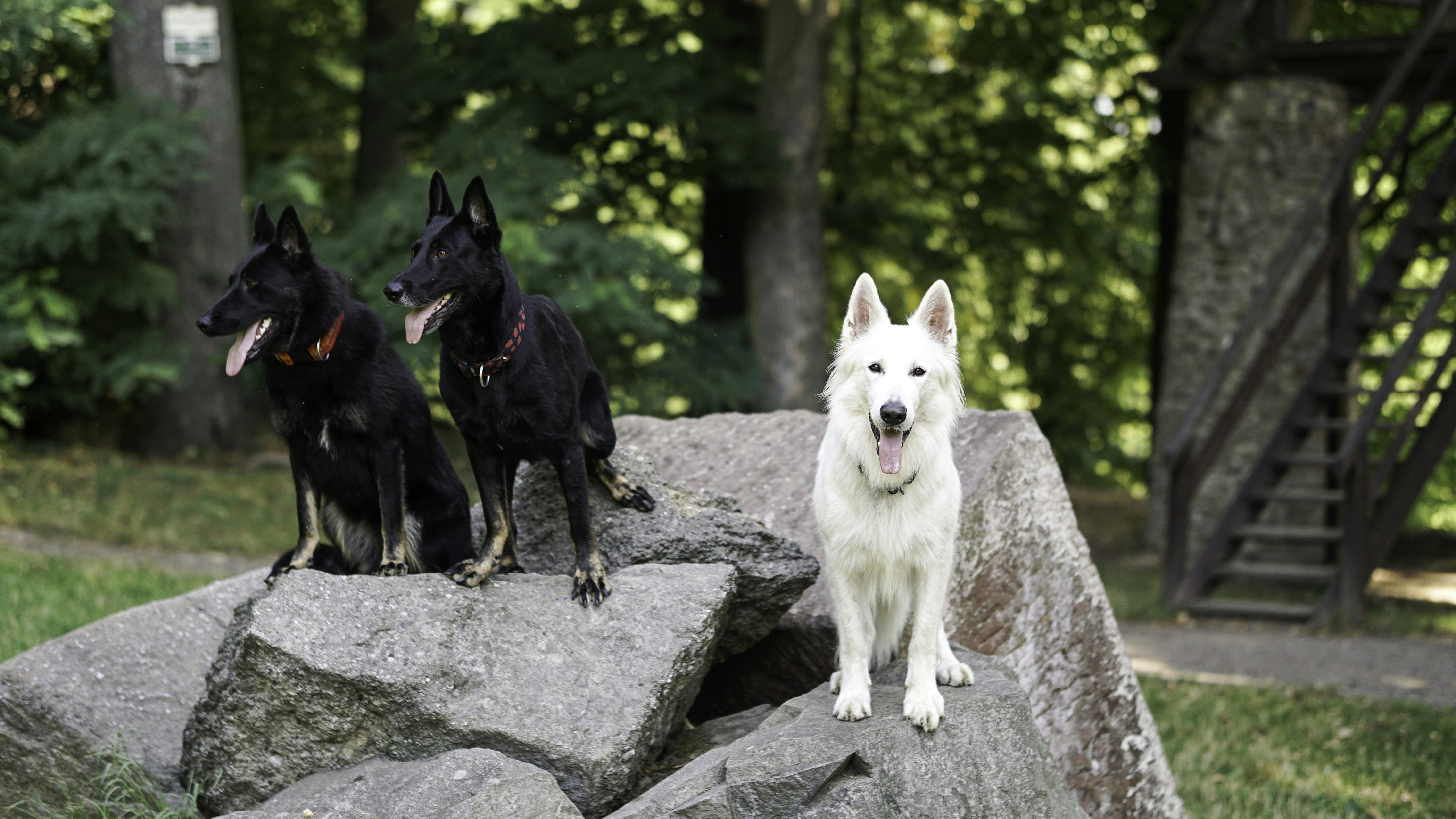 Foto Un grupo de perros sentados en una roca – Imagen Animal gratis en ...