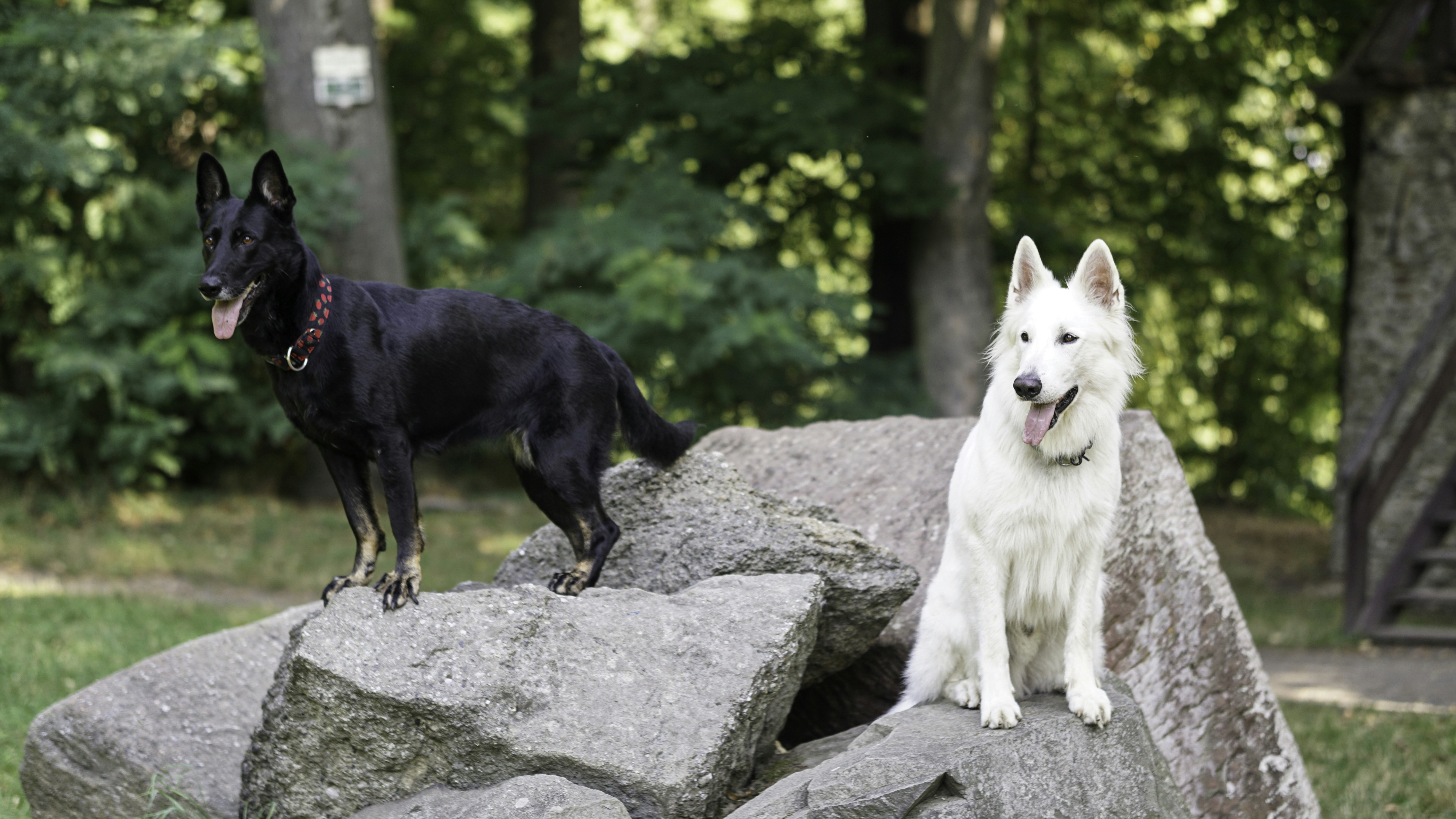 A group of dogs on a rock photo – Free Animal Image on Unsplash