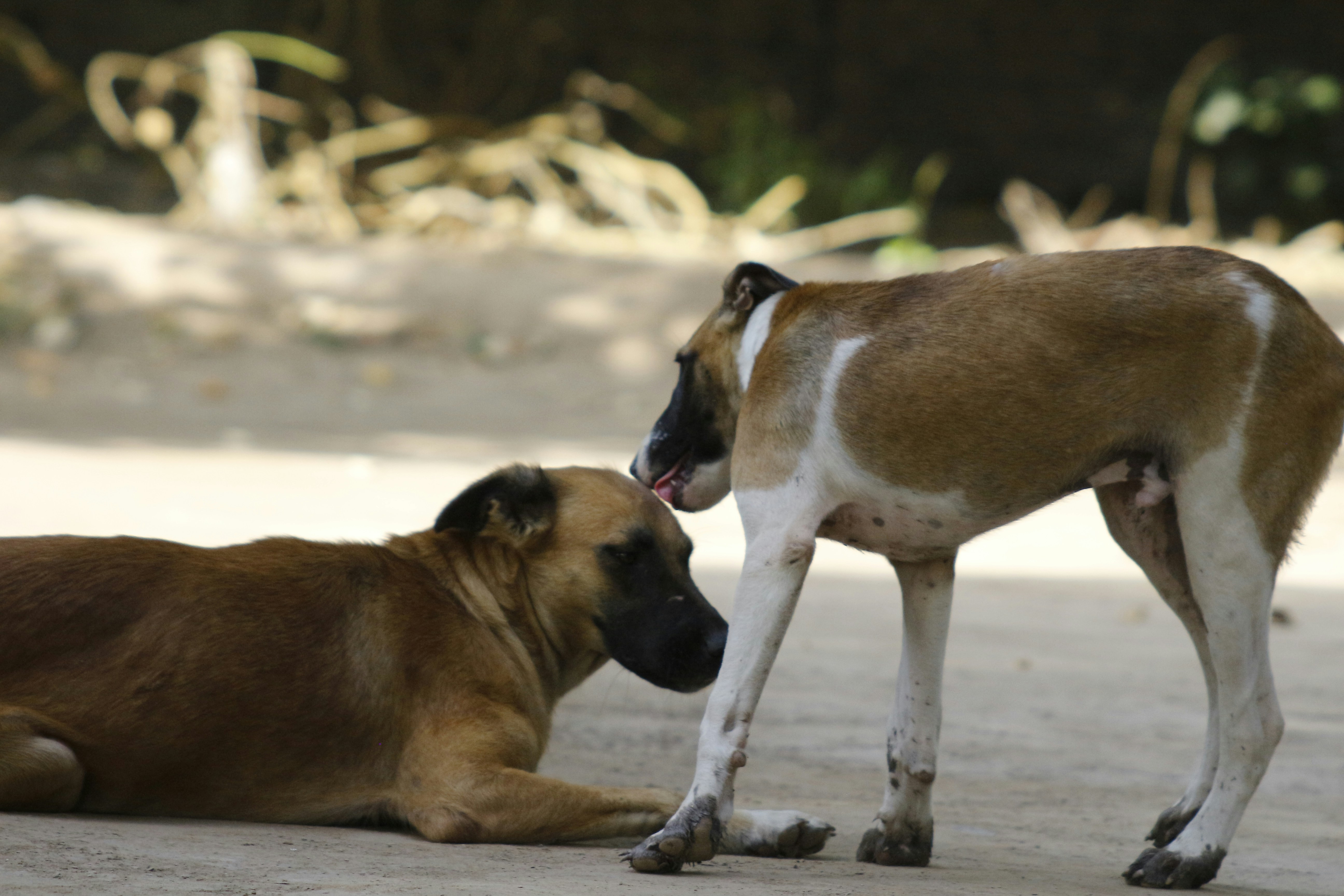 Big Dogs Mating Close Up Pictures | Download Free Images on Unsplash