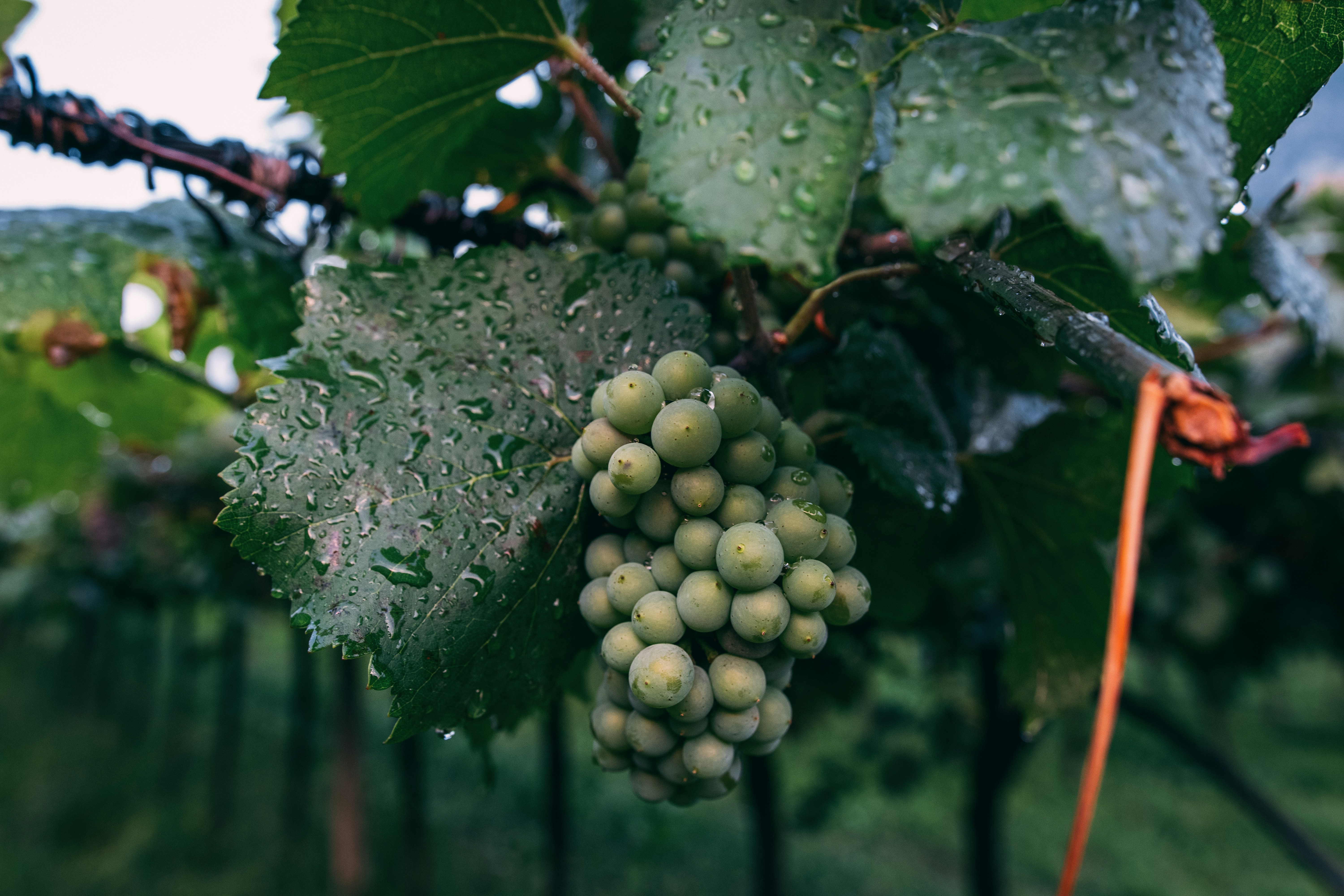 Rain-kissed Grape Cluster in a Quiet Vineyard