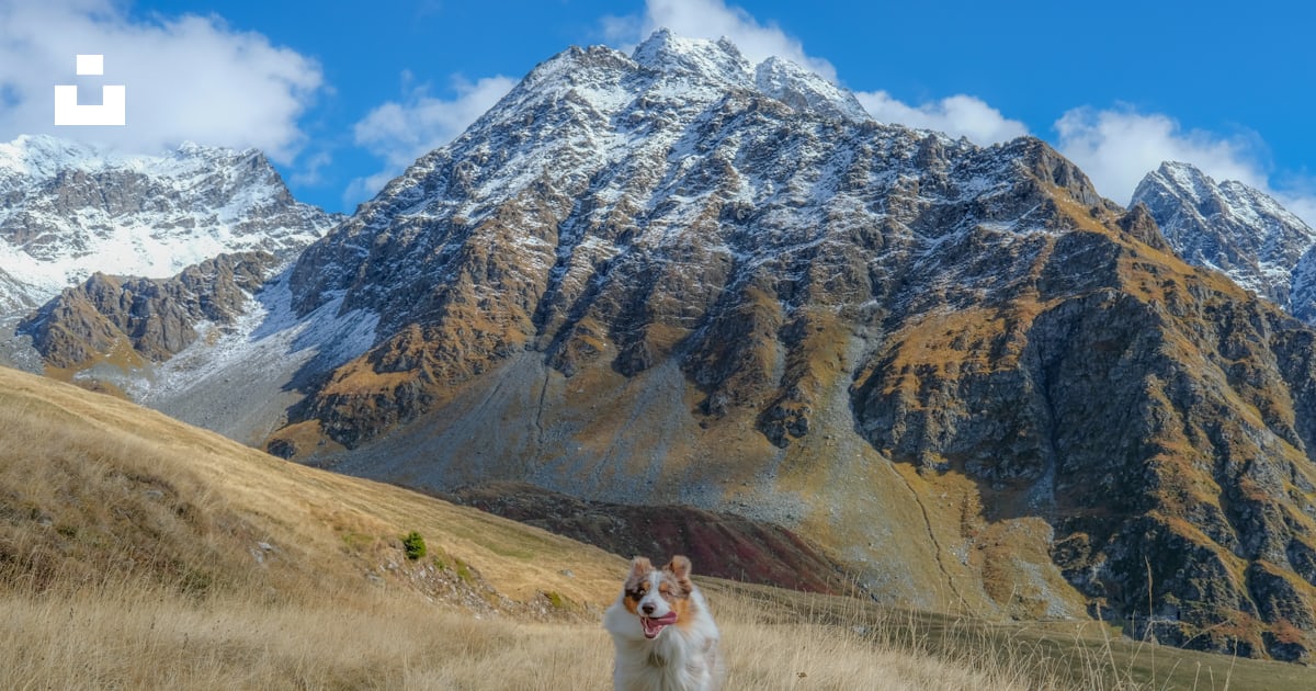 山を背景に草が茂った丘の上に立つ犬の写真 Unsplashの無料写真