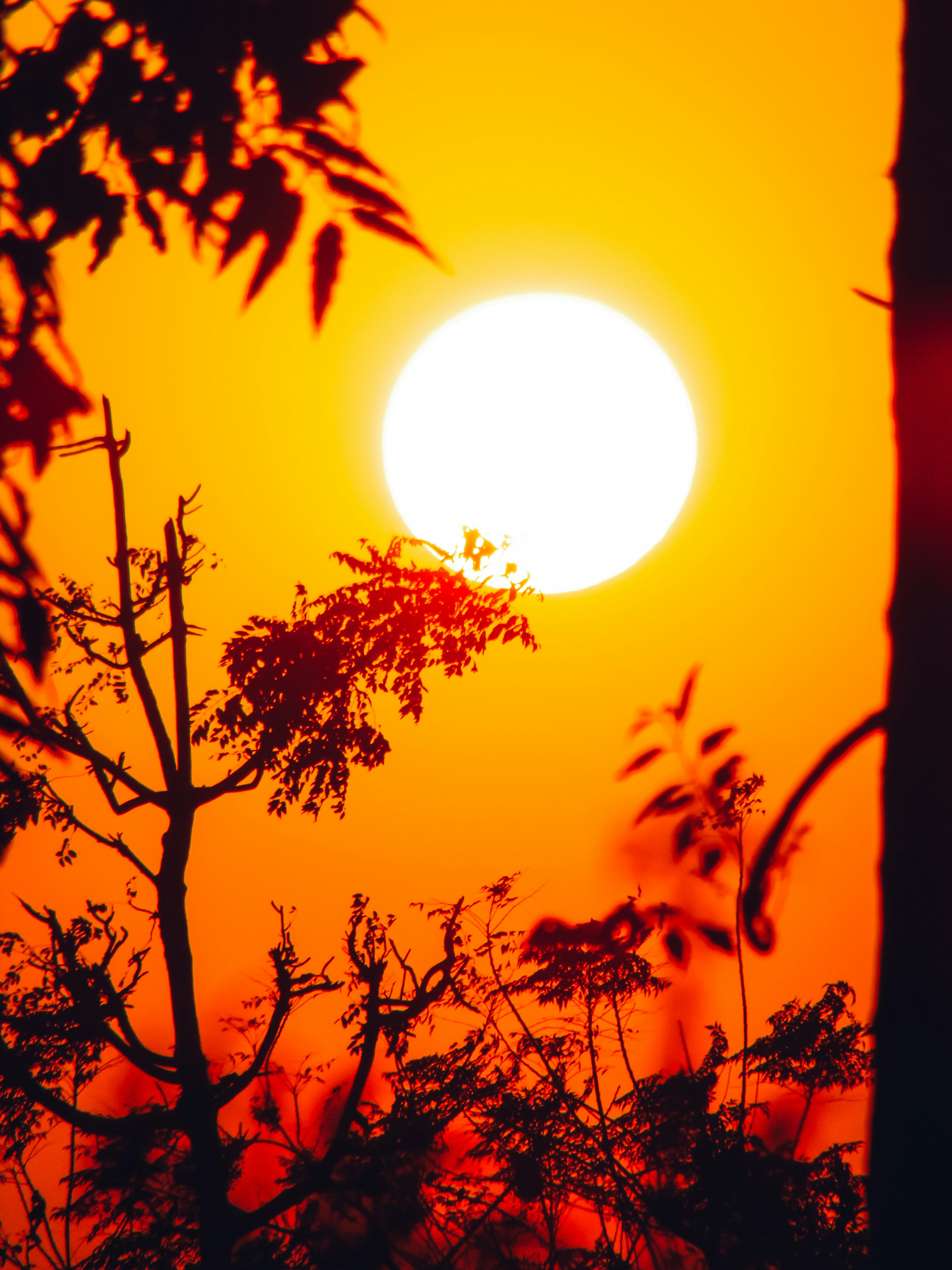 Orange Sun Pictures | Download Free Images on Unsplash