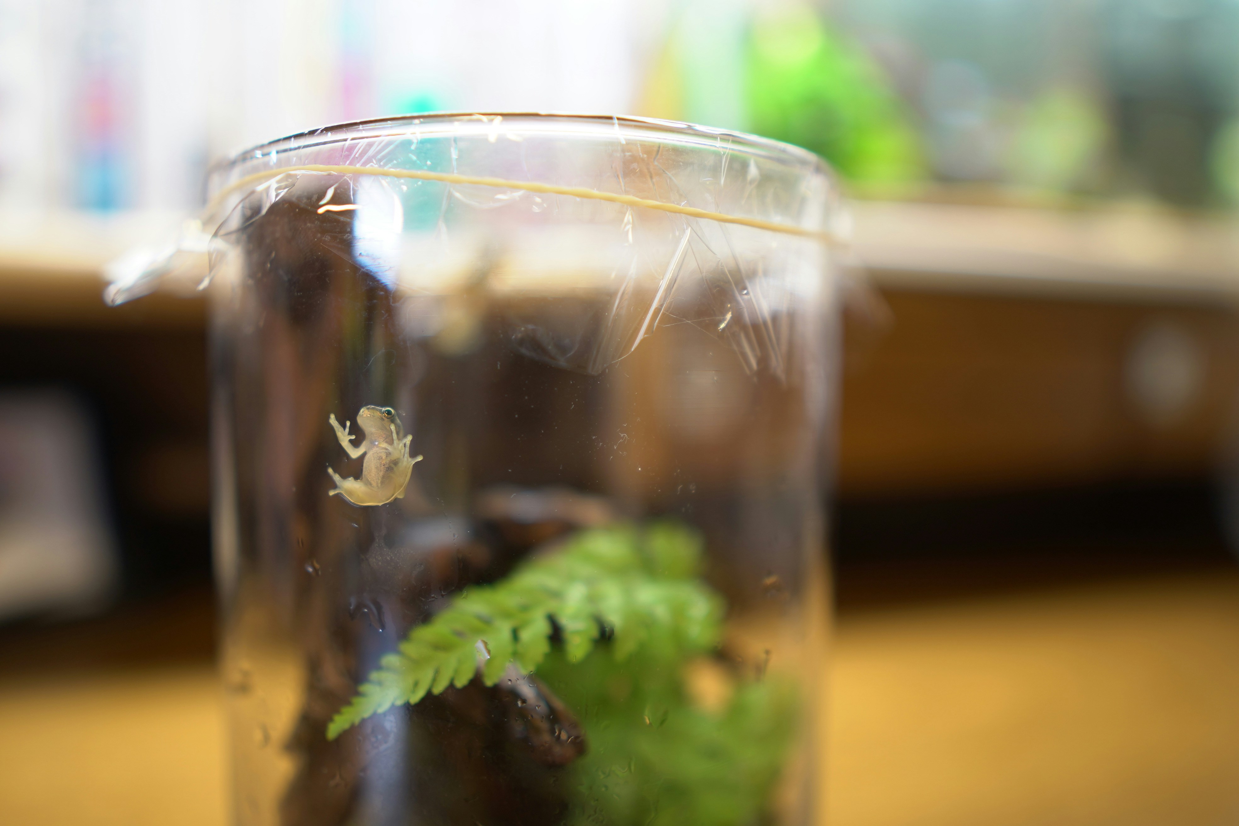 A frog in a glass terrarium
