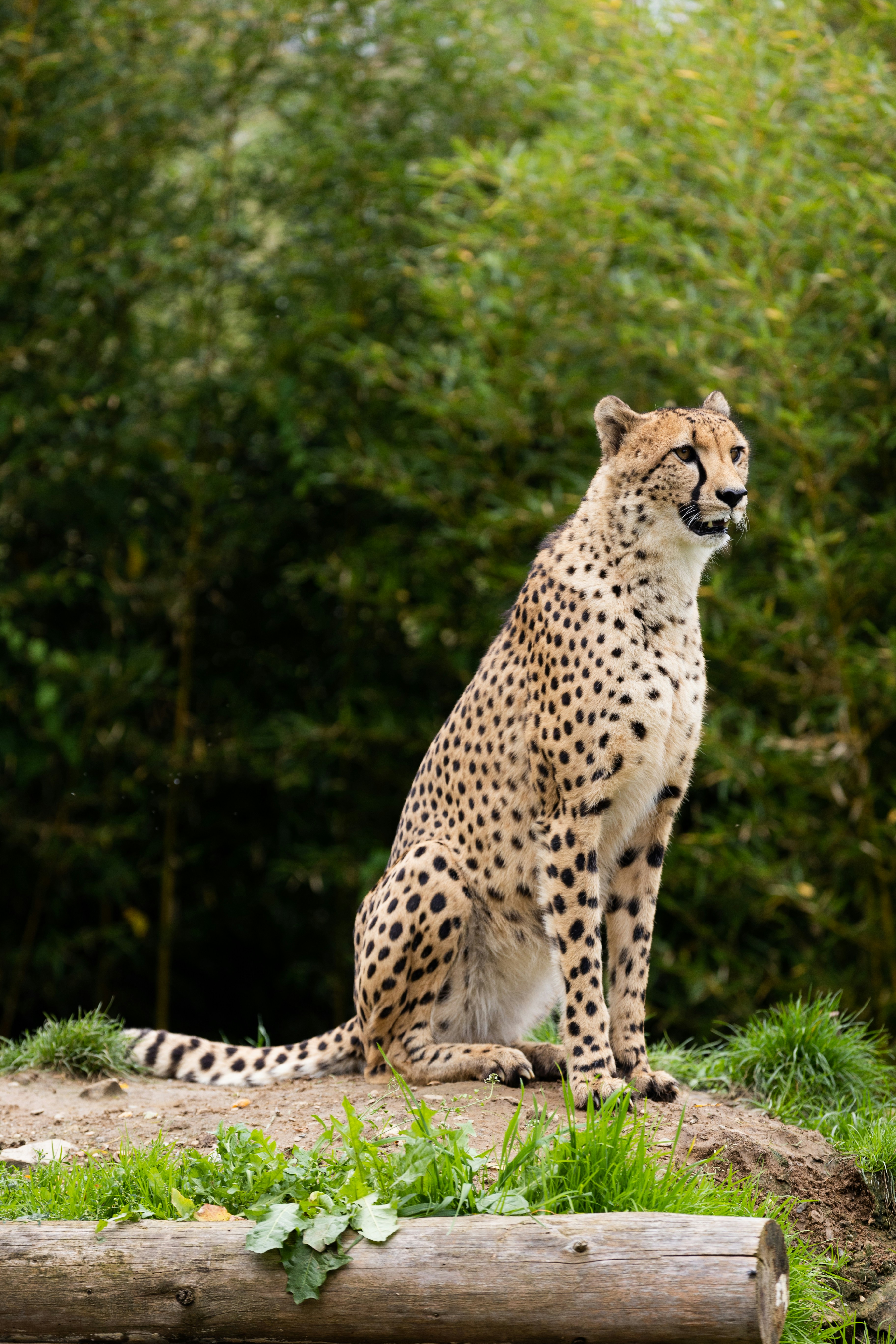 500+ Cheetah Pictures [HD] | Download Free Images on Unsplash