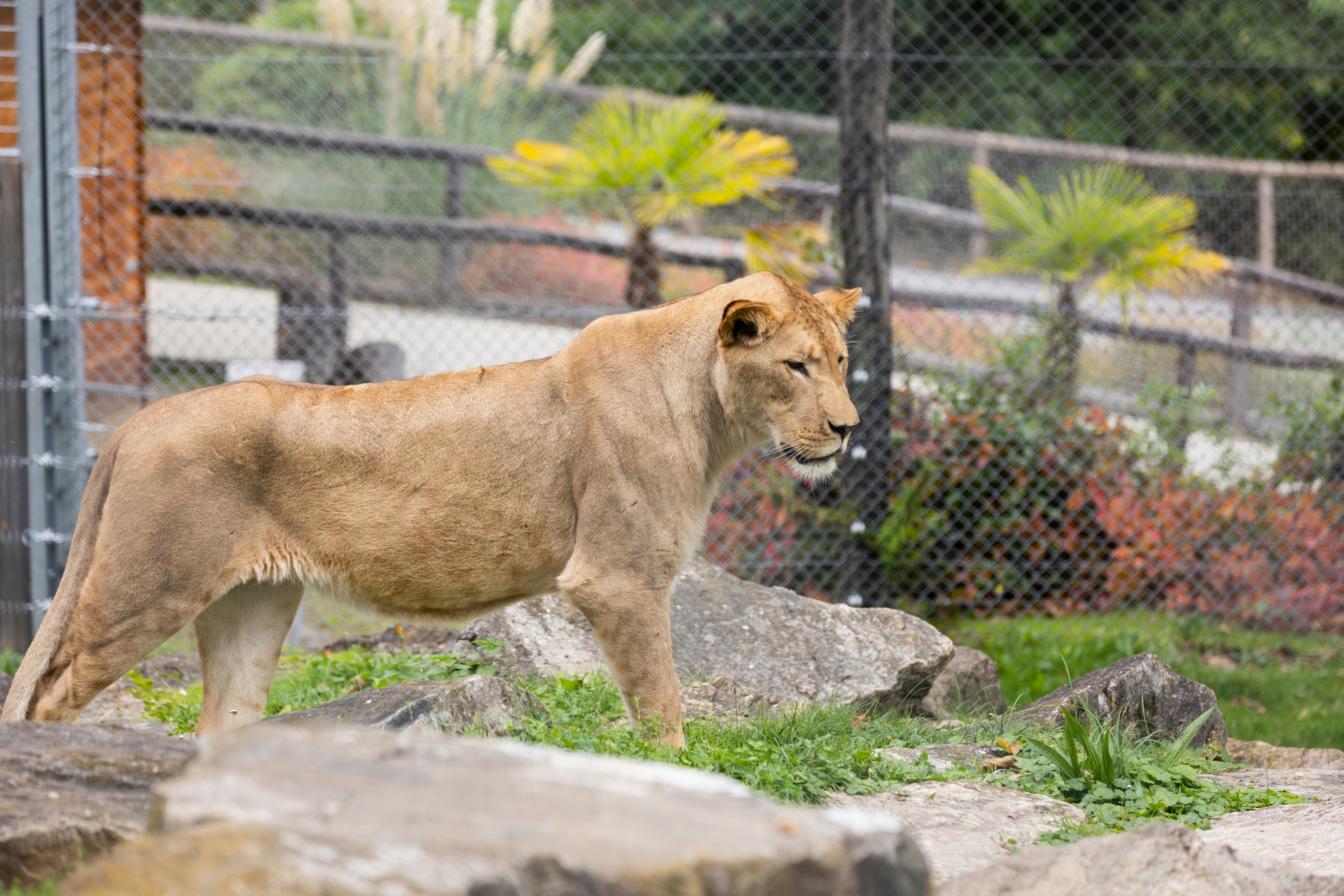 A lion in a zoo exhibit photo – Free Lion Image on Unsplash