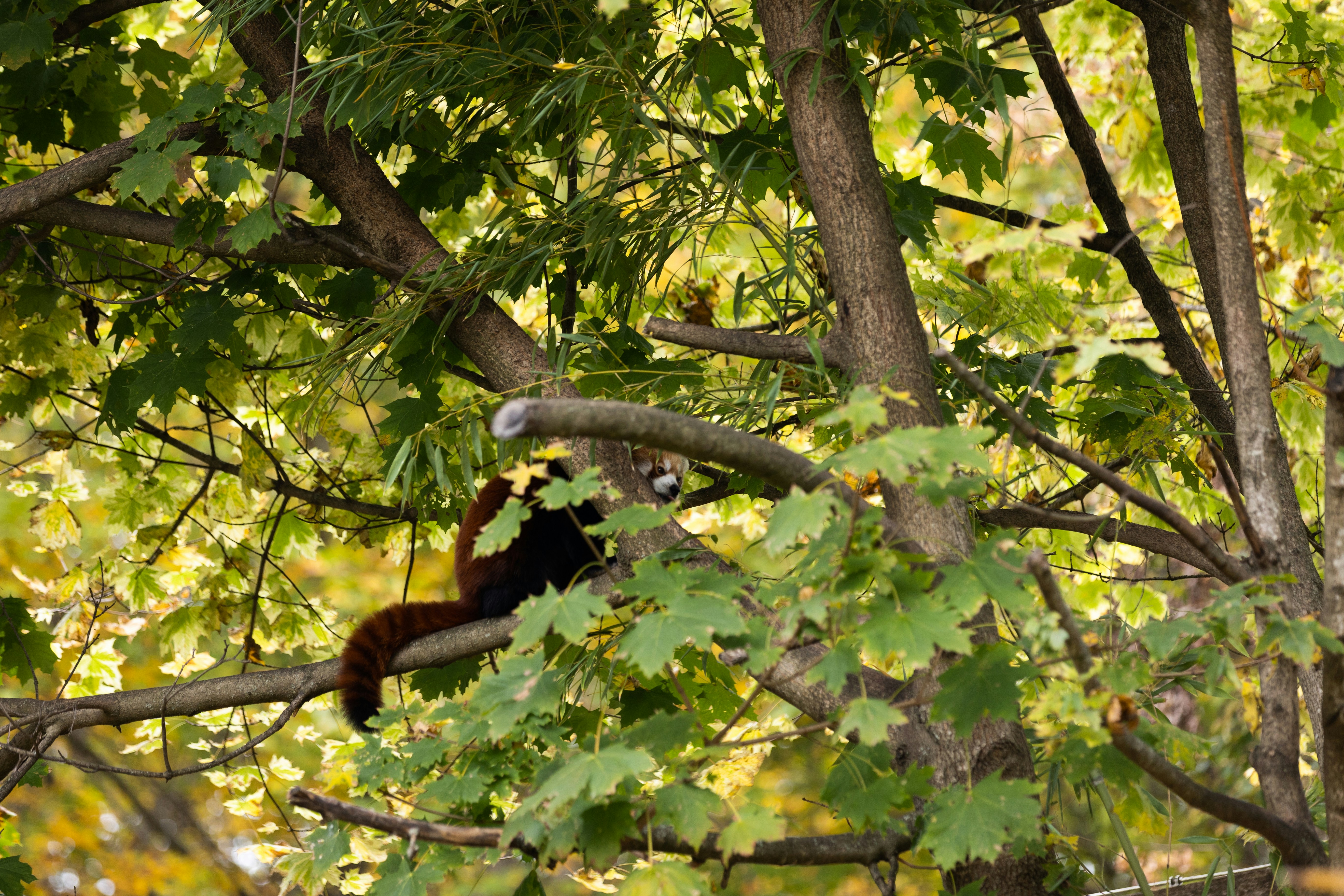 A monkey in a tree photo – Free Red pandas Image on Unsplash
