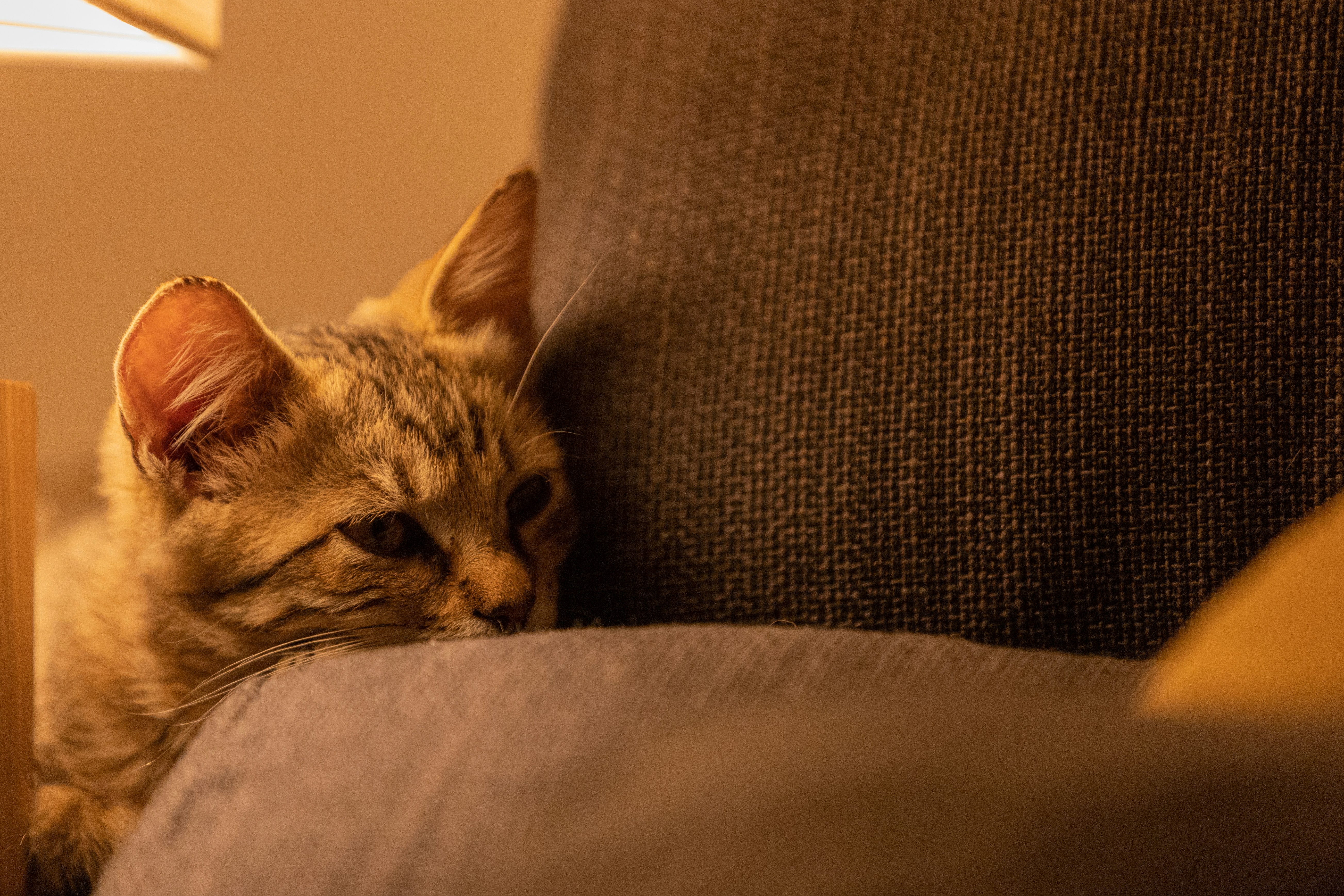 Un chat allongé sur un canapé photo – Photo Chat Gratuite sur Unsplash