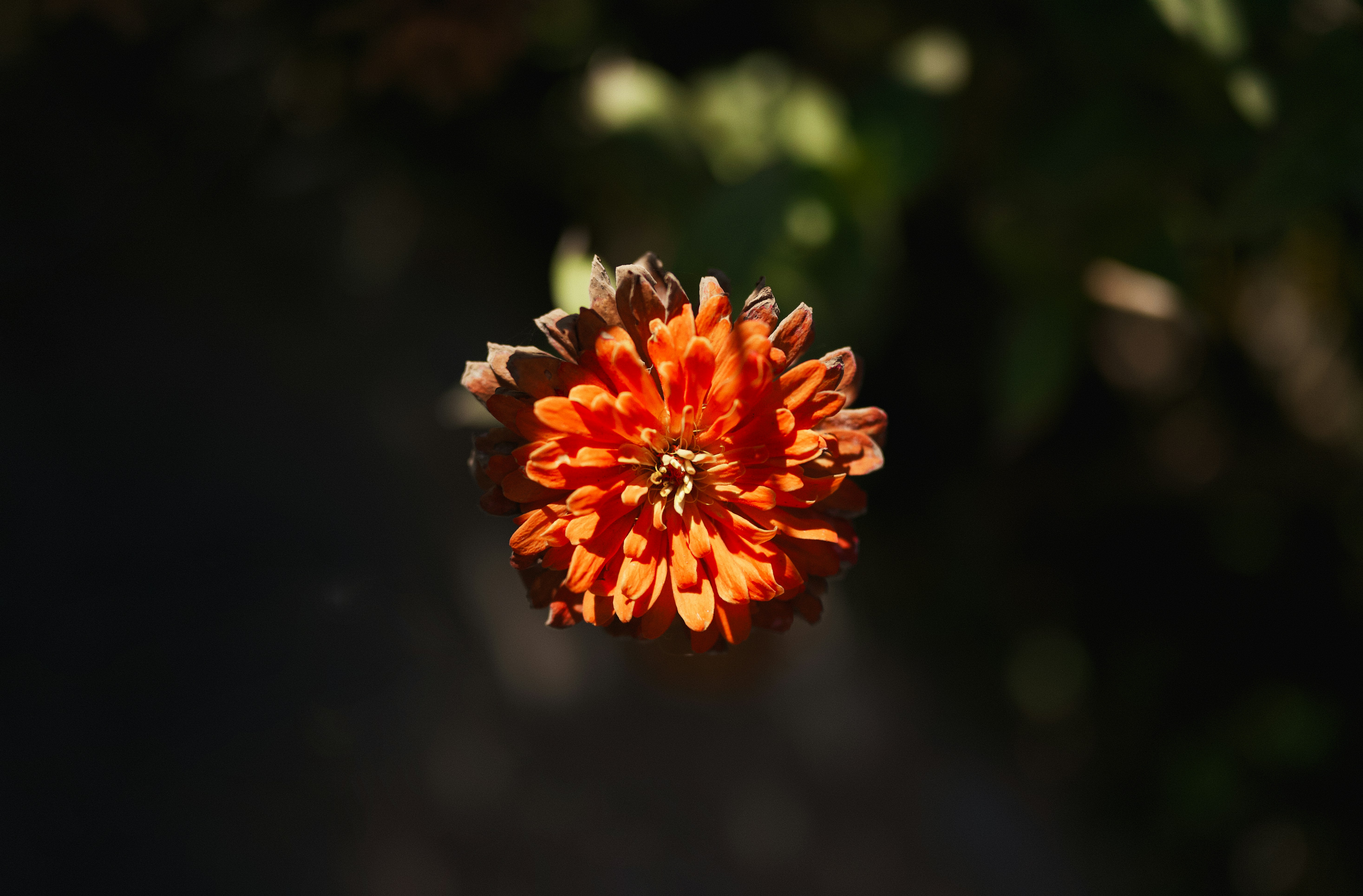 Crimson Zinnia: Spotlight on Velvet Darkness