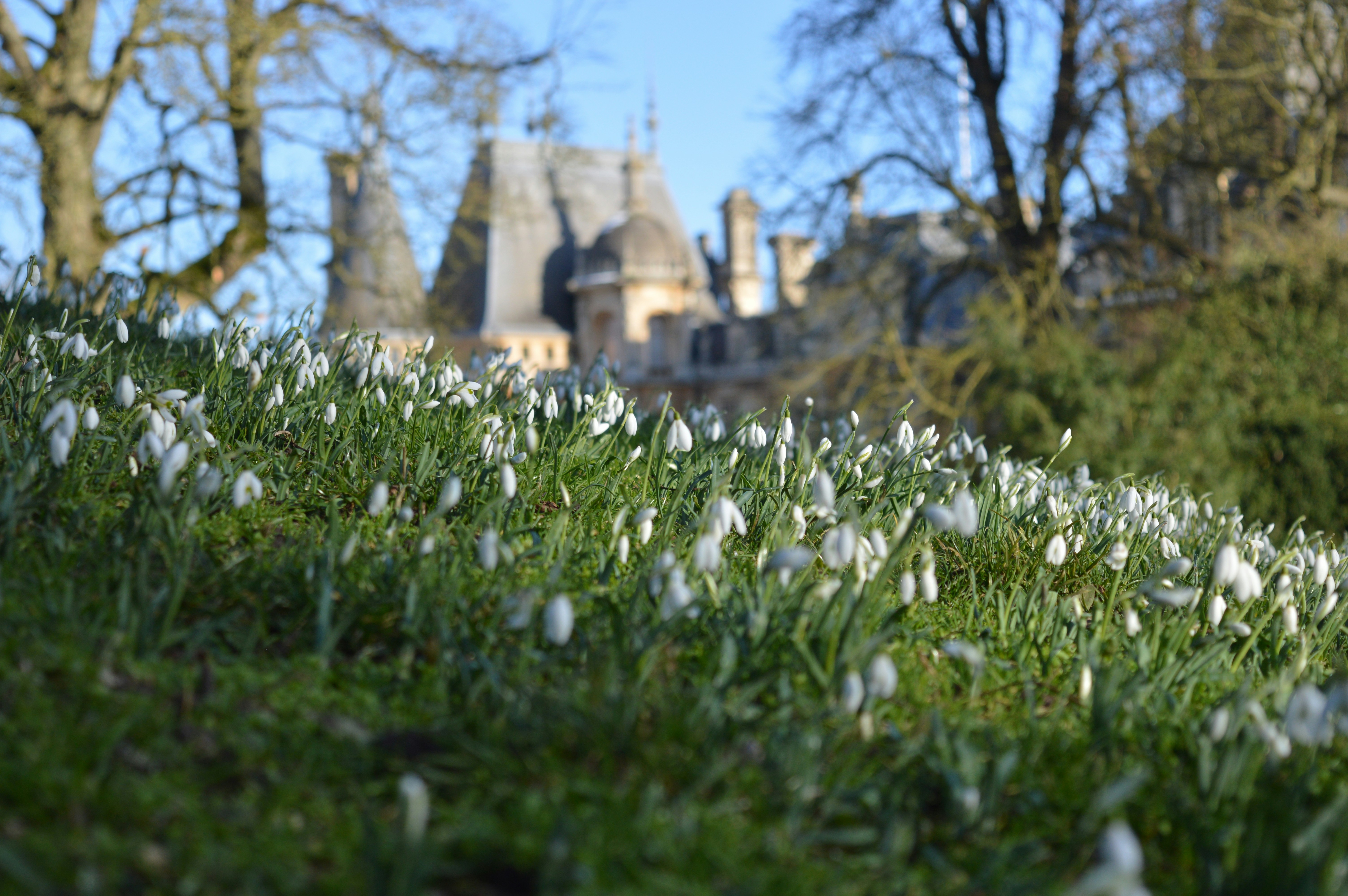 Snowdrops blooming on a grassy hillside with a historic stone castle in the background under a clear blue sky.