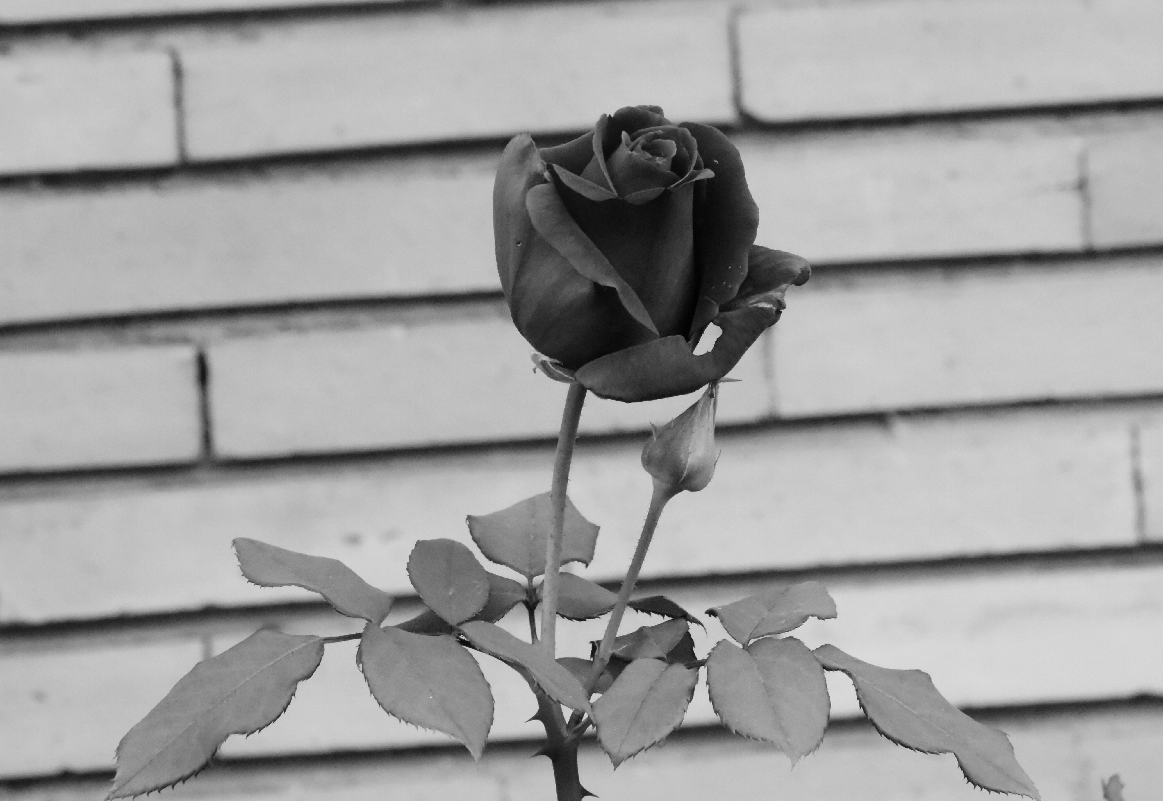 Monochrome Rose Against the Repeating Brick Horizon