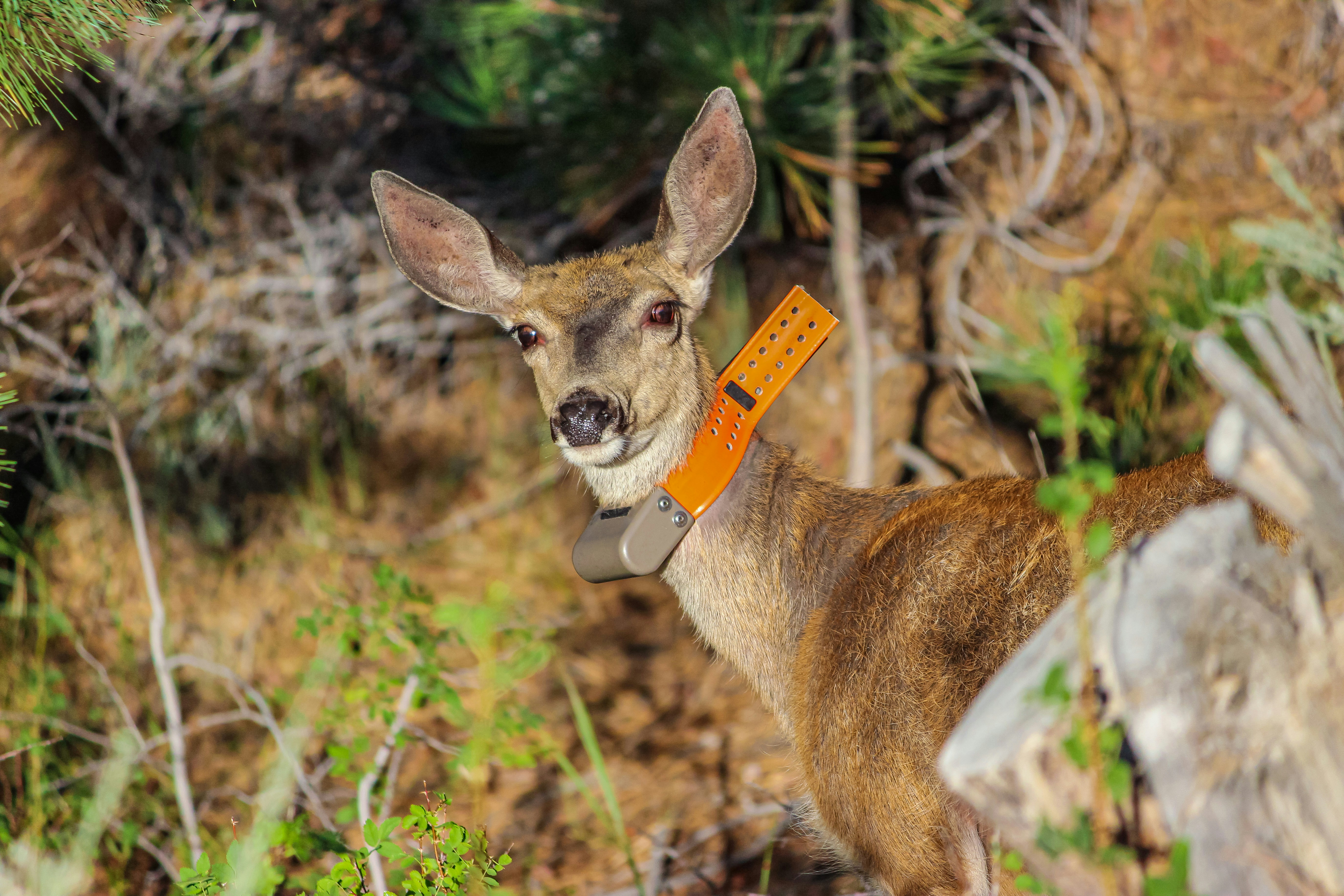 Alert Fawn in a Sunlit Clearing with a Bright Orange Tag
