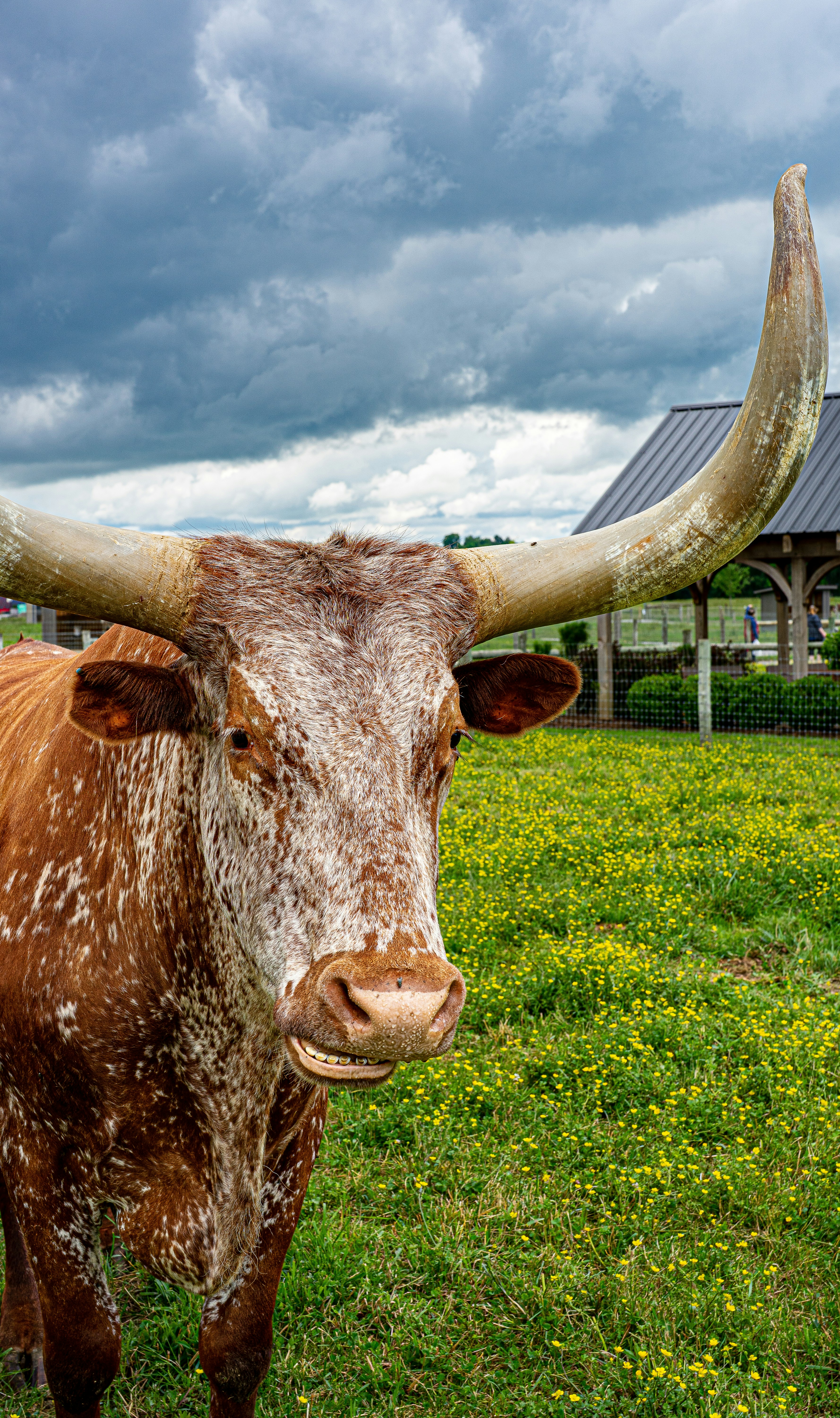Une vache avec des cornes dans un champ photo – Photo Vache à longues ...