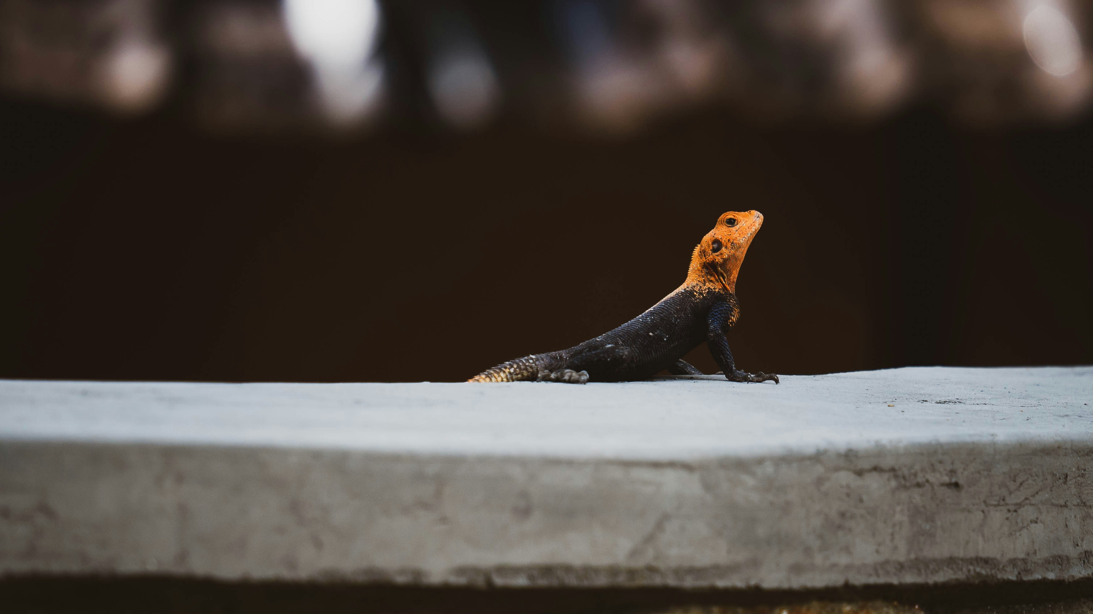 A Yellow Headed Agama Lizard attempts to attract a mate by bobbing its head up and down.