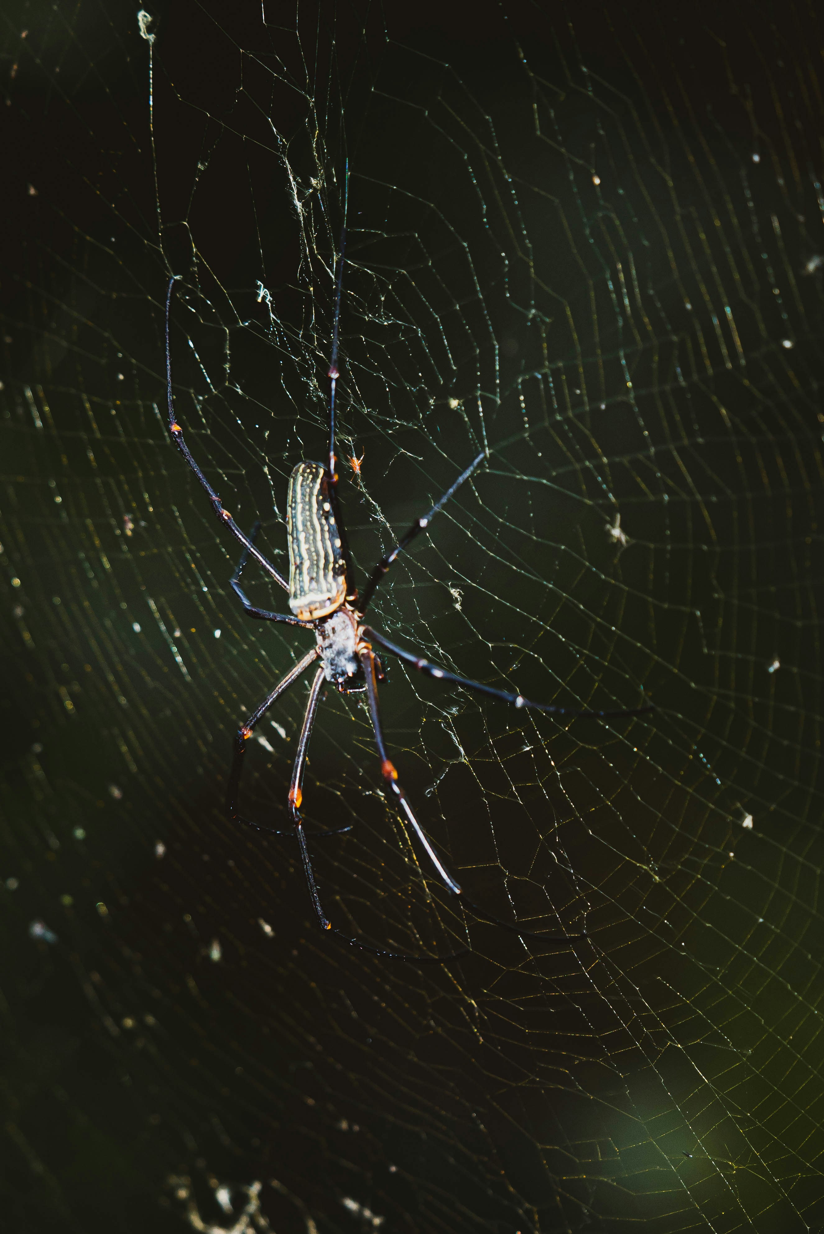 A spider on a web photo – Free Uganda Image on Unsplash