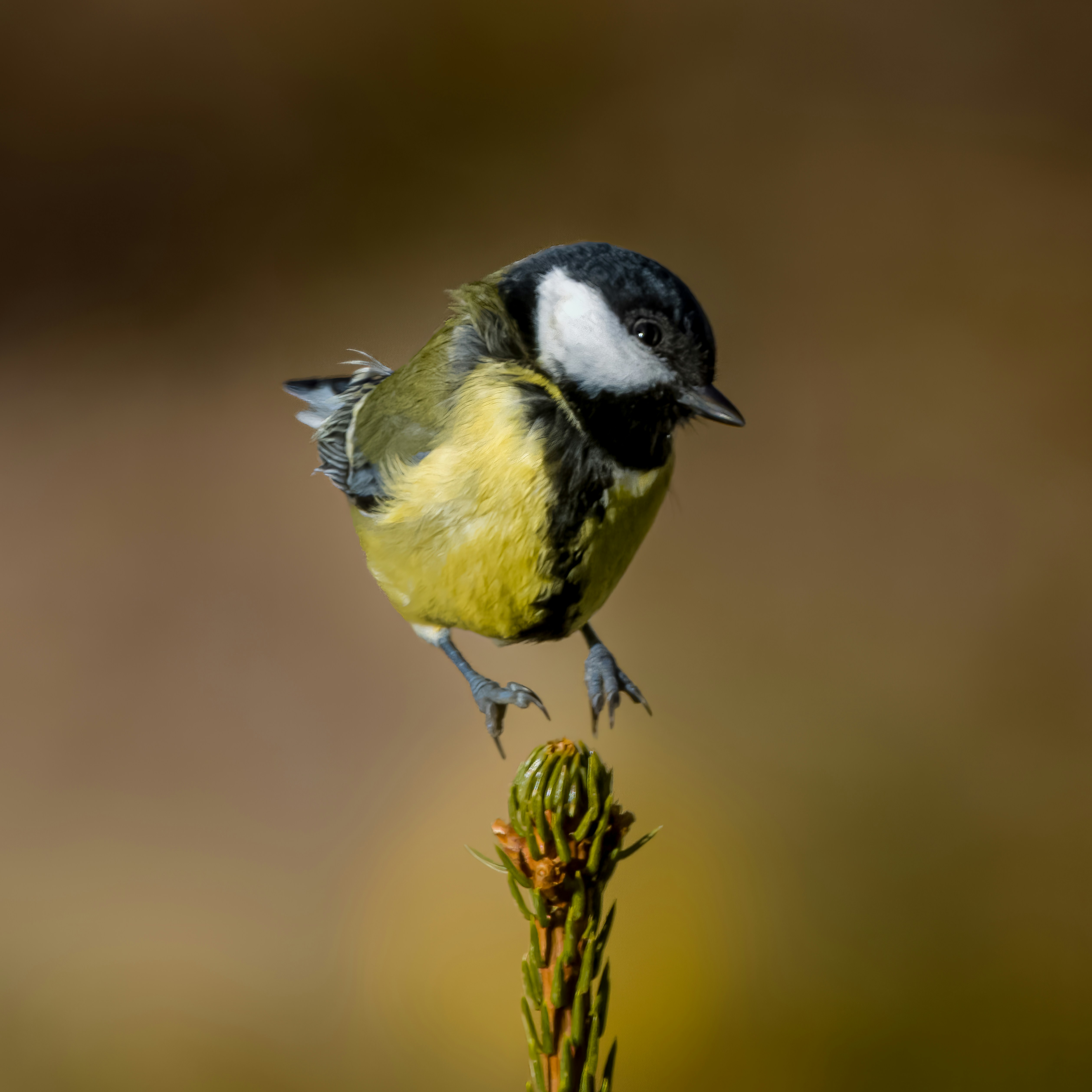 Balancing on a Bud: a Great Tit Portrait in Soft Spring Light