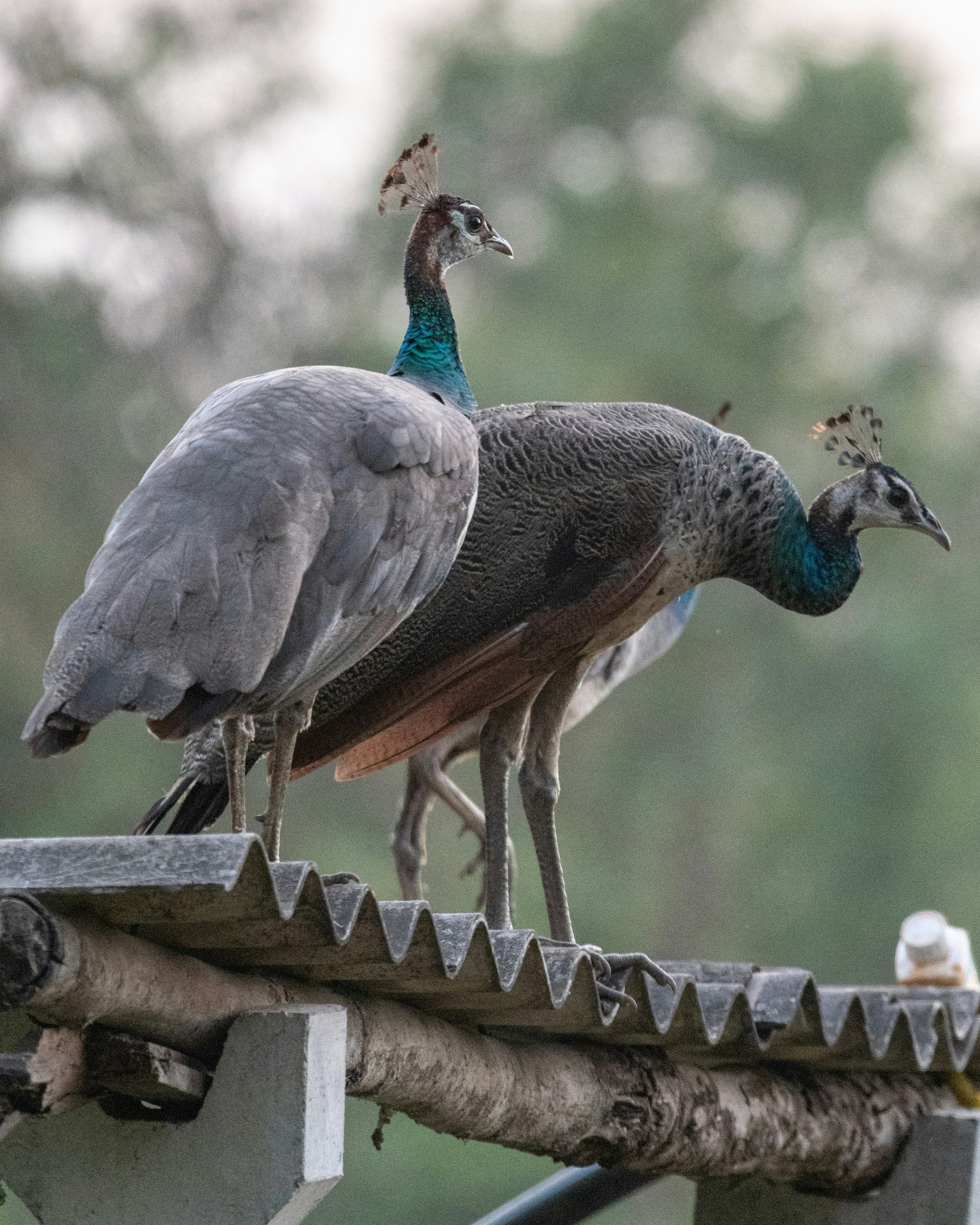 a group of birds on a fence