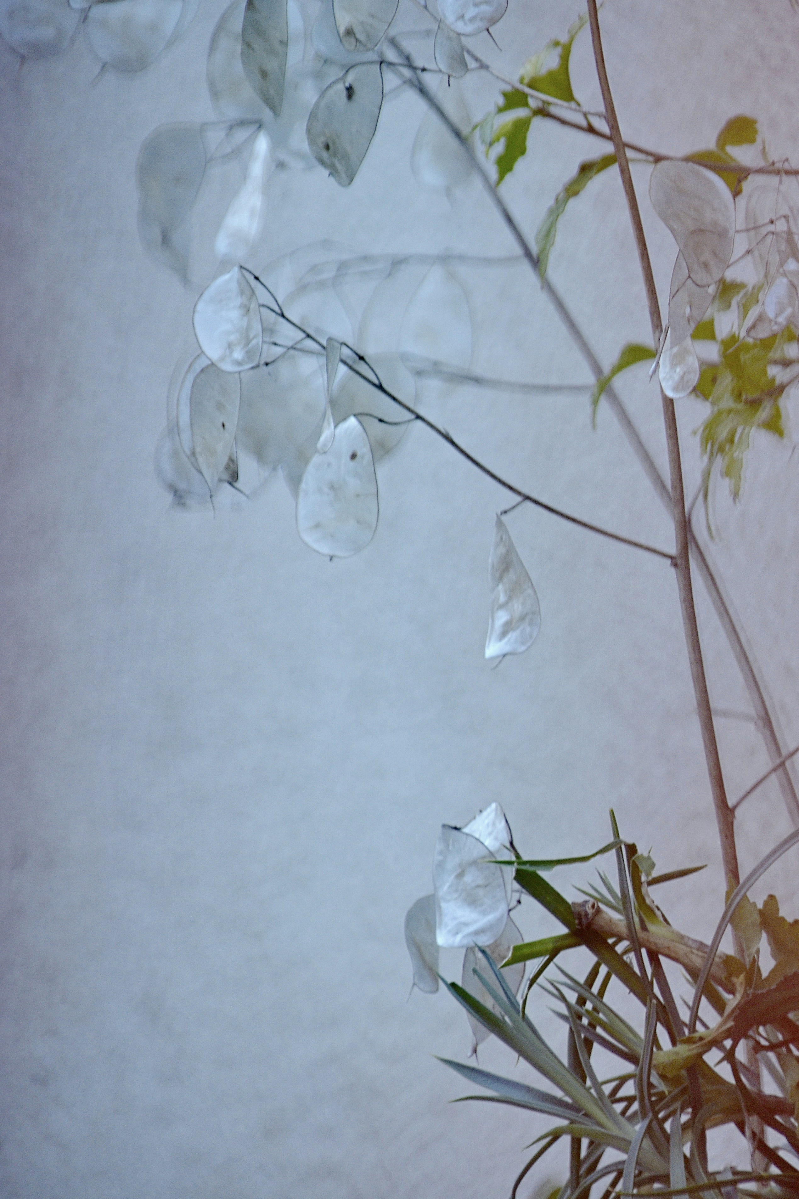 Delicate Lunaria leaves sway gently against a soft backdrop, showcasing their translucent nature and intricate details.
