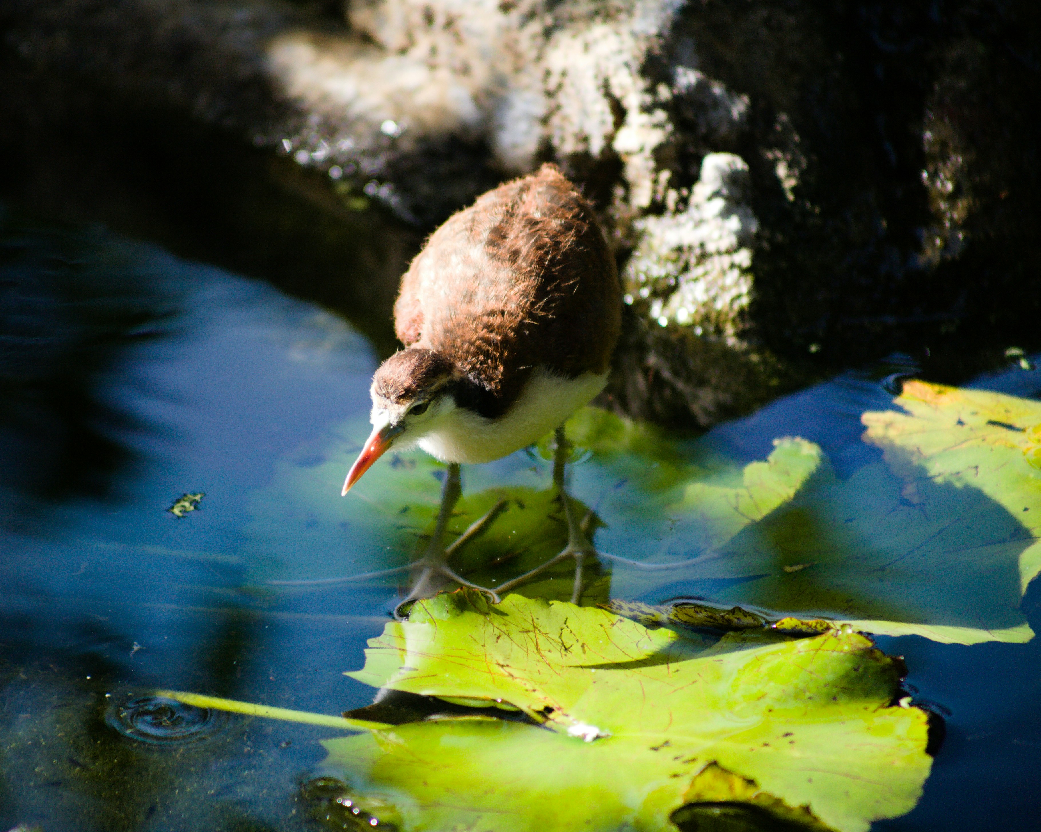 Beaked Ballet on a Lily Pad: Juvenile Waterbird in Sunlit Blue