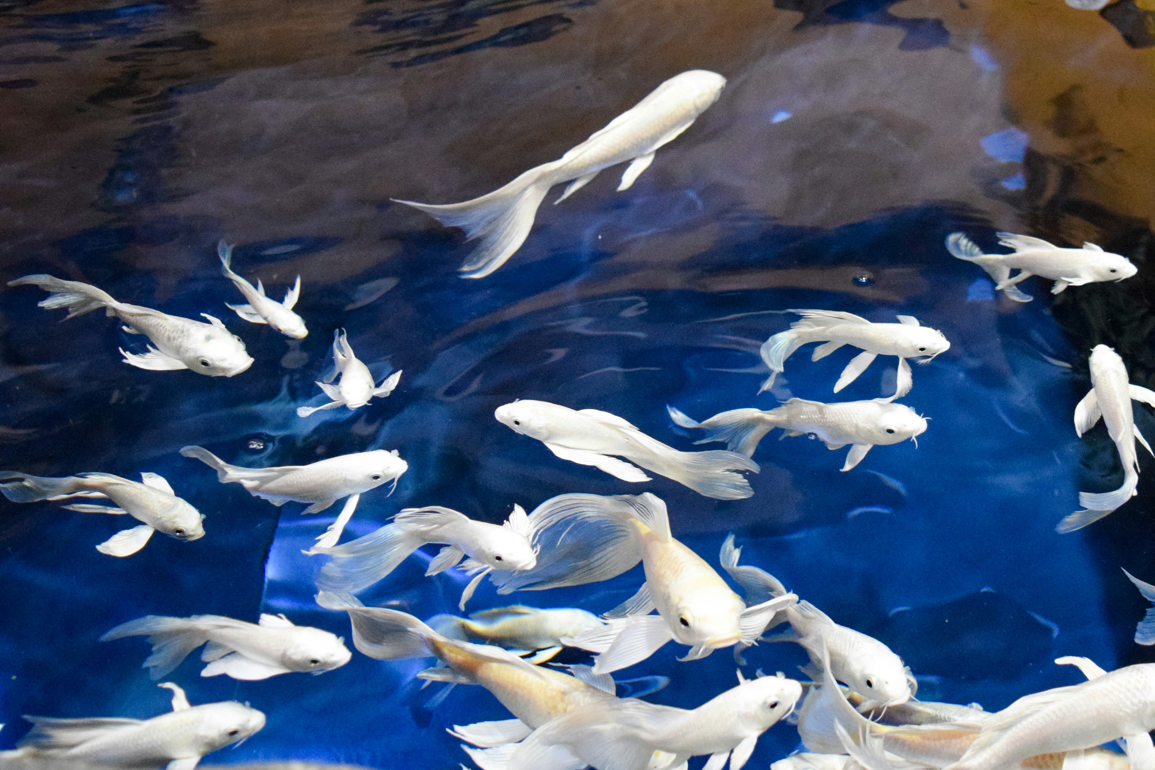 White Fish Pictures | Download Free Images on Unsplash