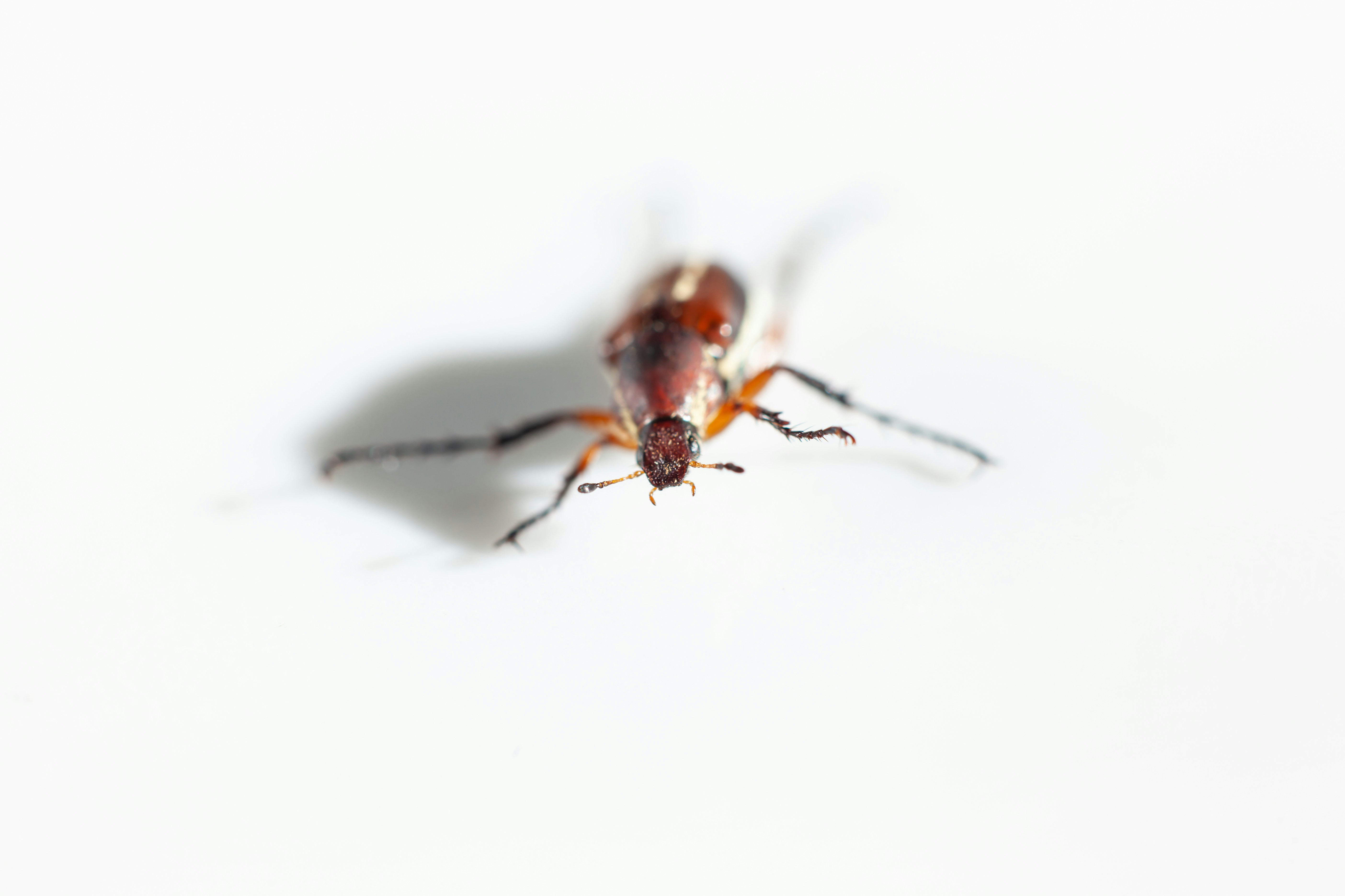 Crimson Beetle on a White Stage: A Minimal Macro Portrait