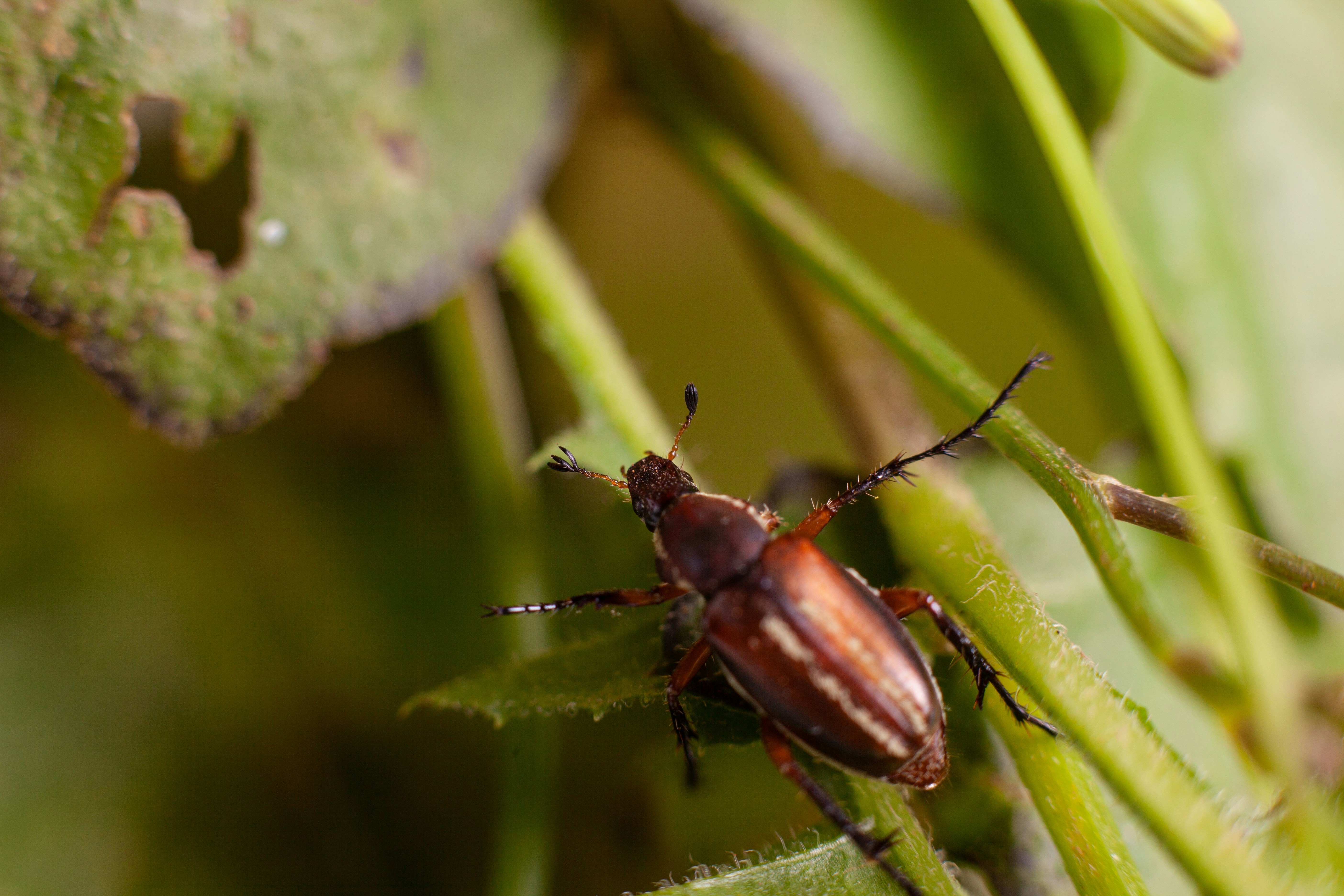 Gros plan d’un bug photo – Photo Insecte Gratuite sur Unsplash