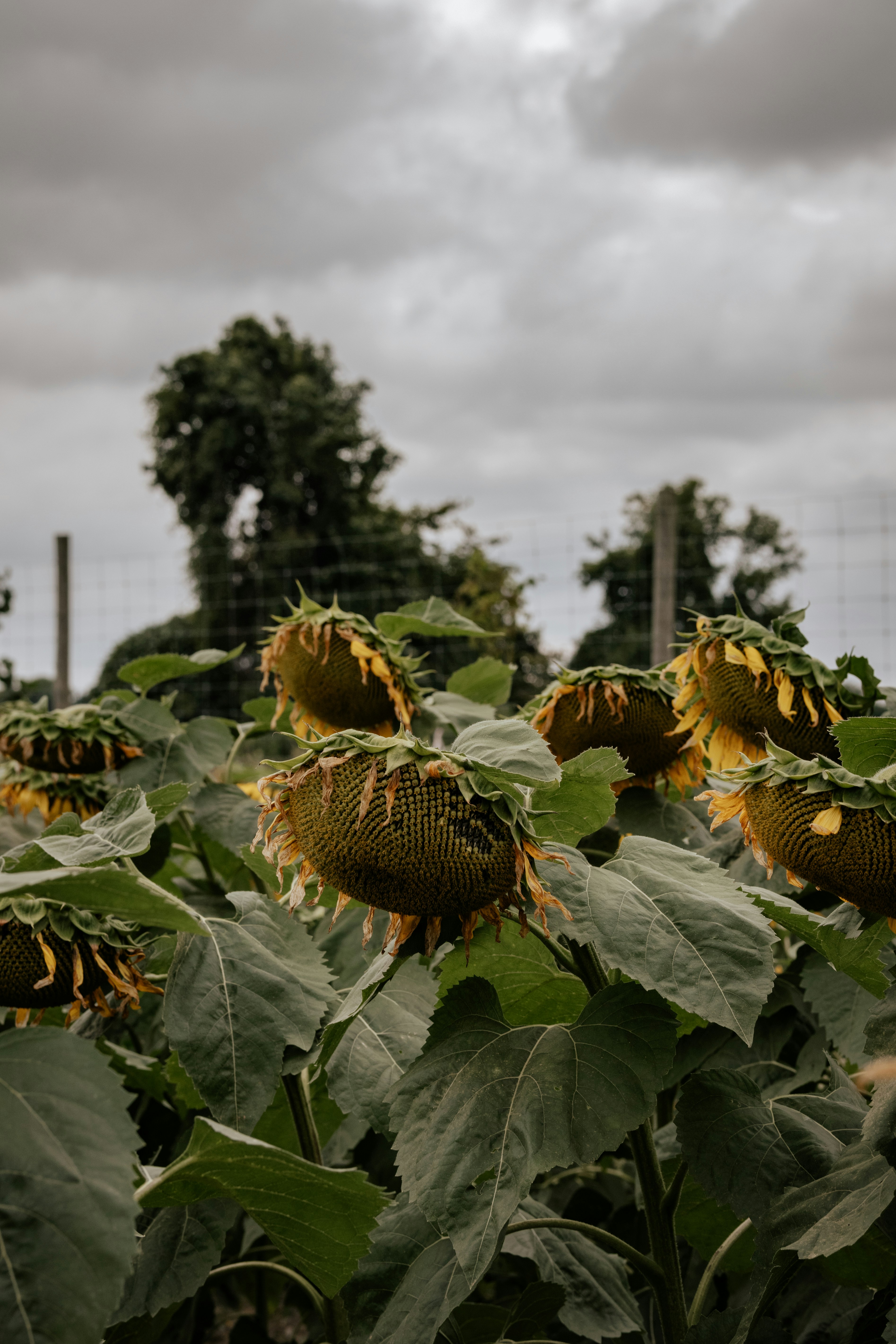 A group of sunflowers photo – Free Summer Image on Unsplash