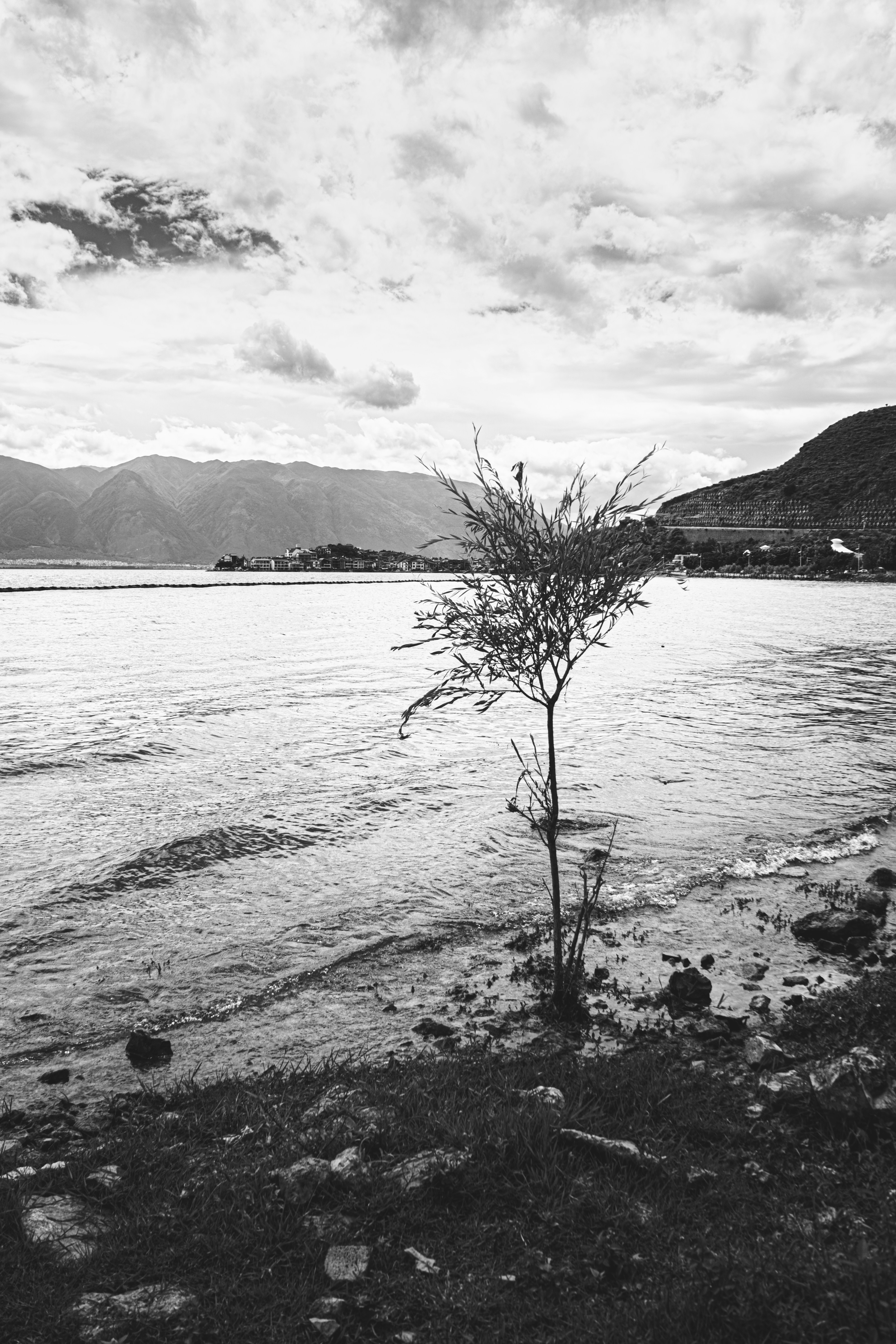 Lone sapling at the shoreline under a cloudy horizon