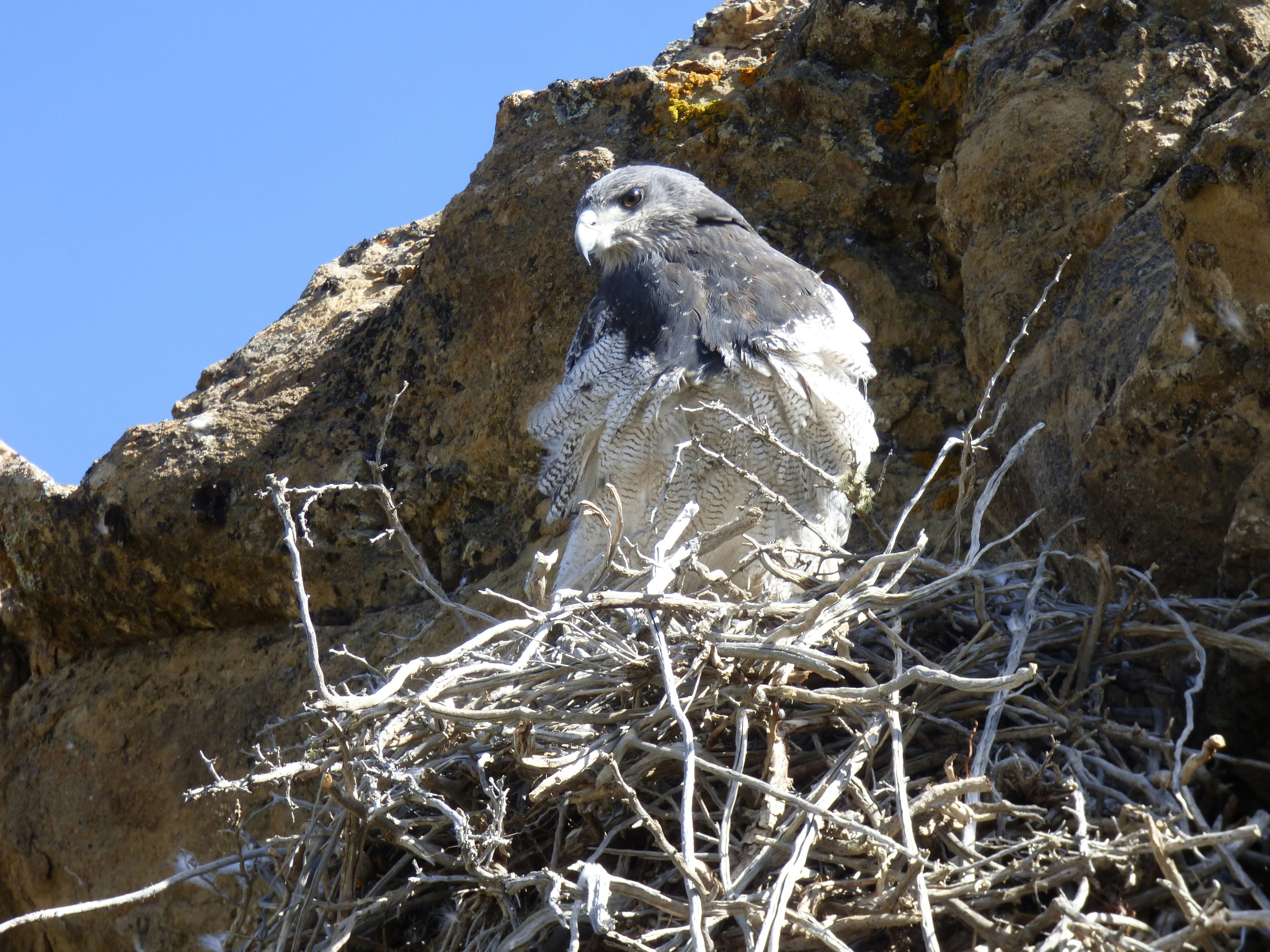 Un hibou assis sur un nid photo – Photo gratuite sur Unsplash