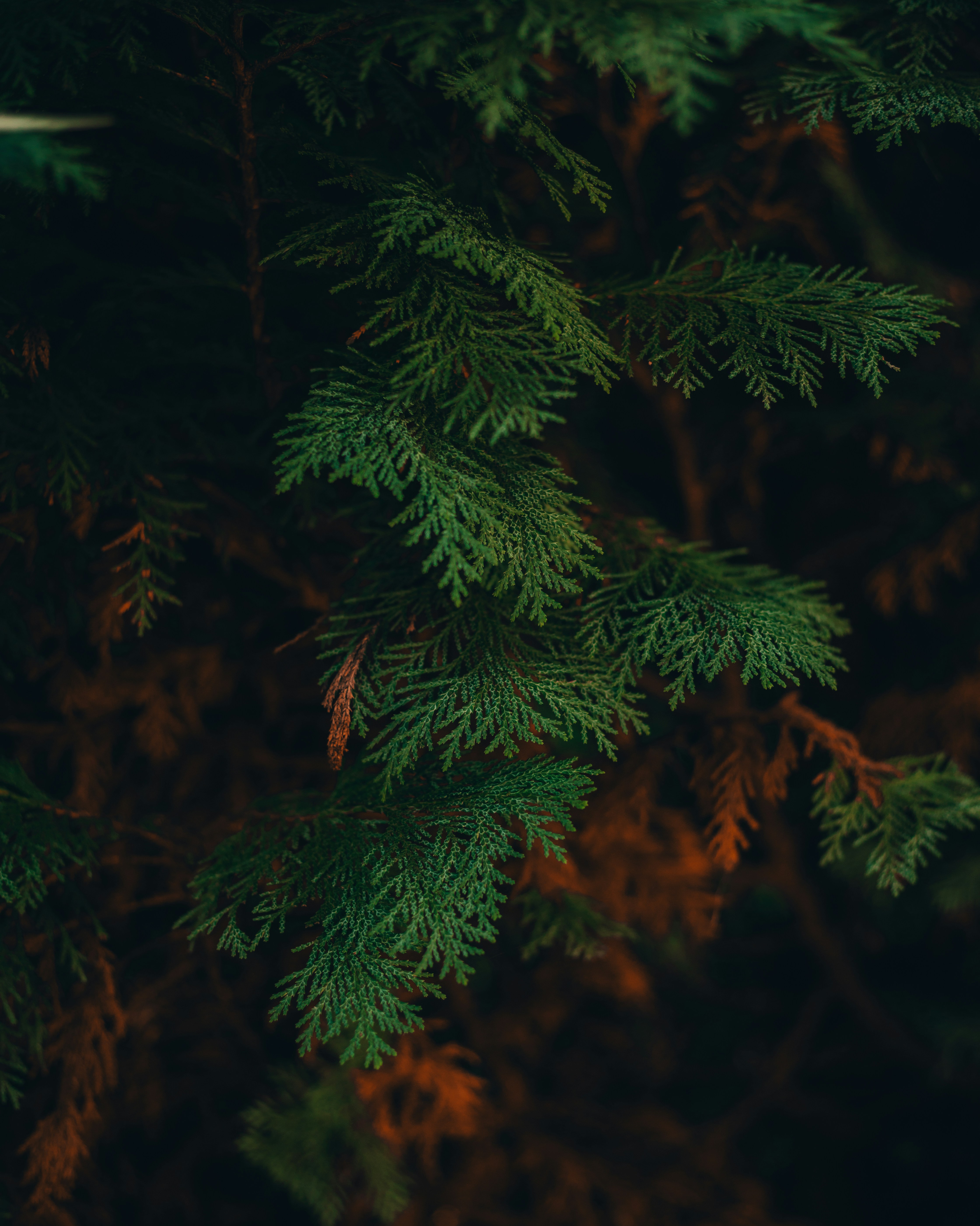 Sapin Texture Photos | Télécharger des images gratuites sur Unsplash