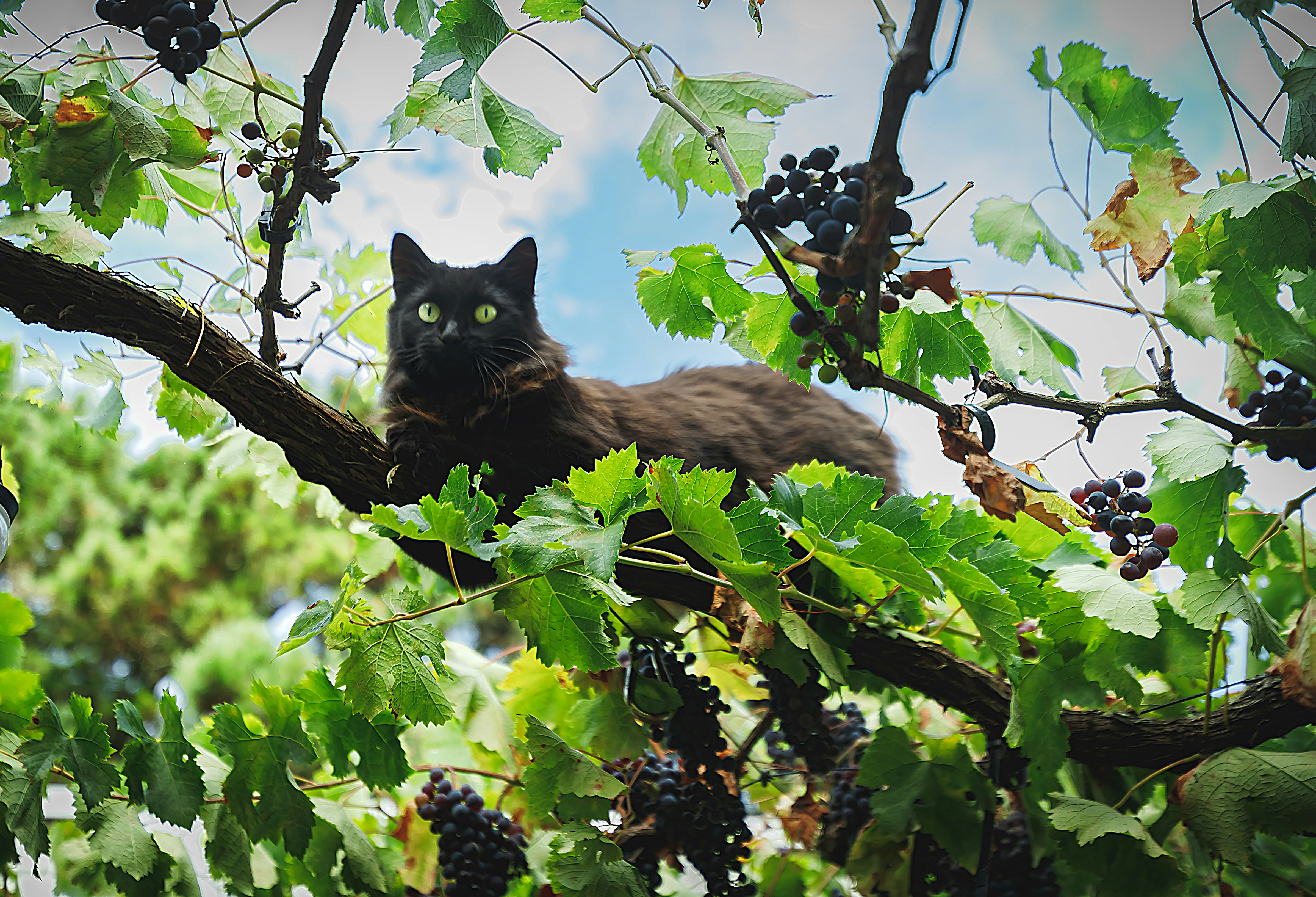 A cat in a tree photo – Free Plant Image on Unsplash