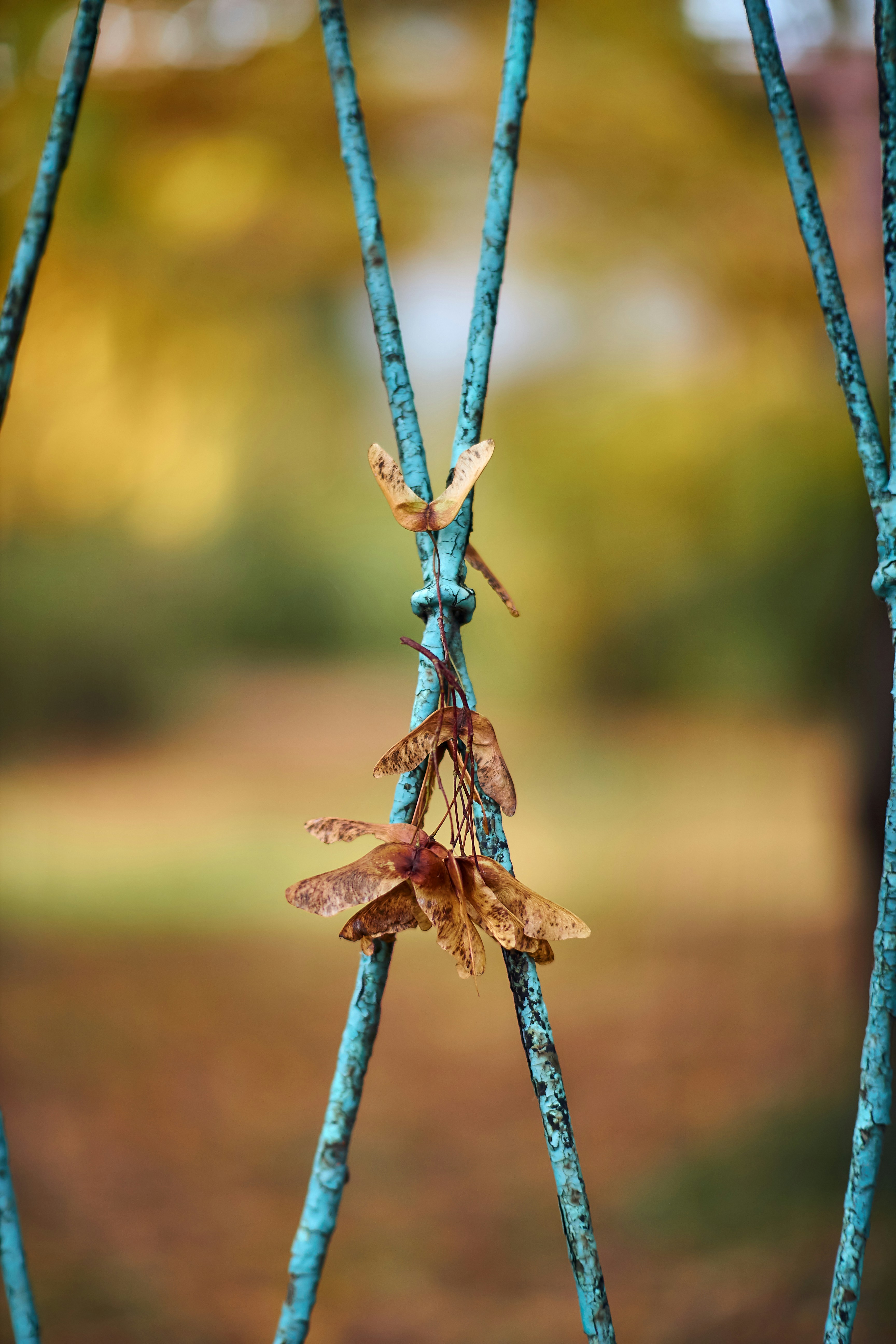 Rust and Rustle: A Folded Leaf Clings to a Weathered Lattice