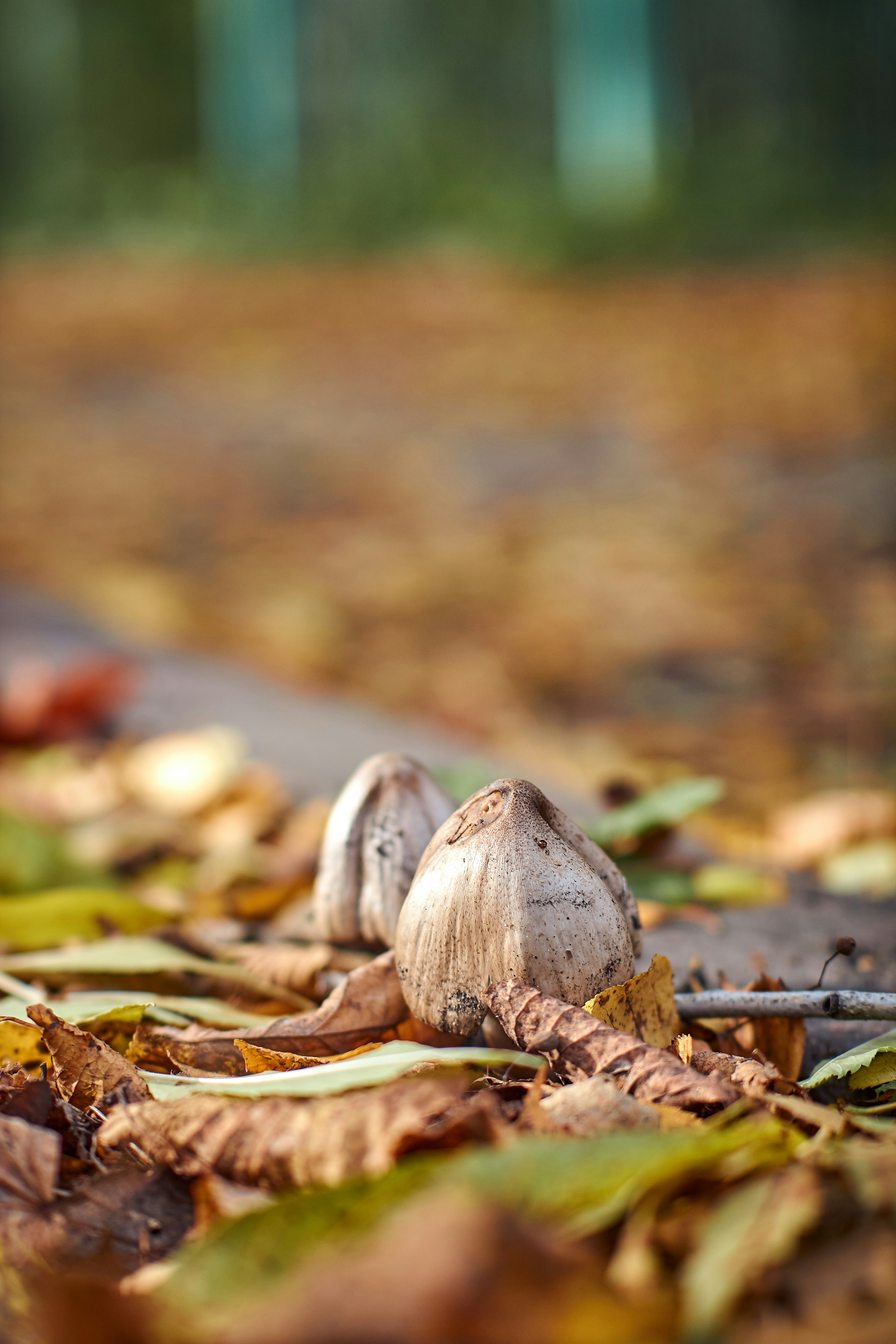 Caps of Quiet: Two Fungi Amid an Autumn Leaf Carpet