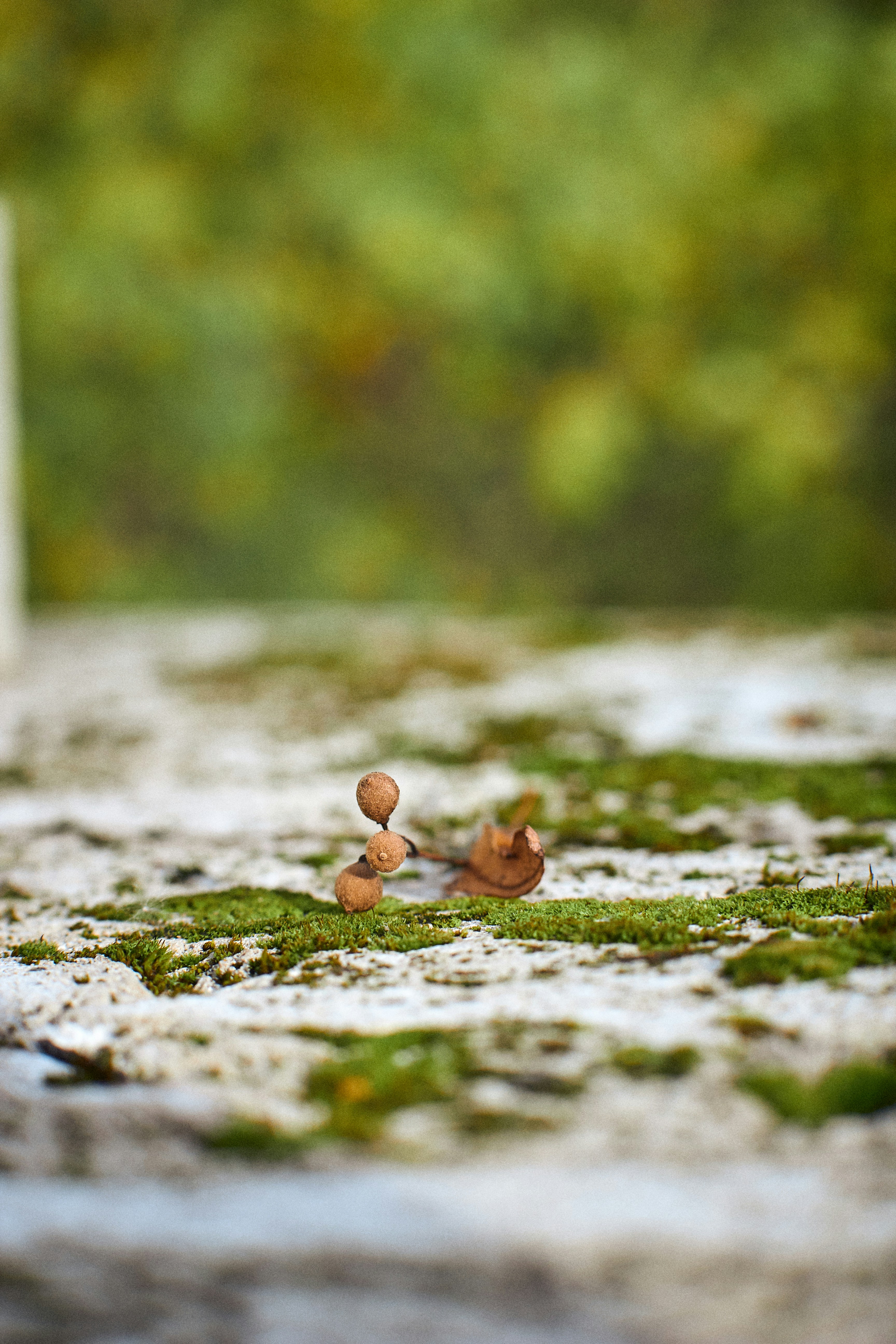 Tiny Seedlings of Light: A Mossy Pedestal in Focus