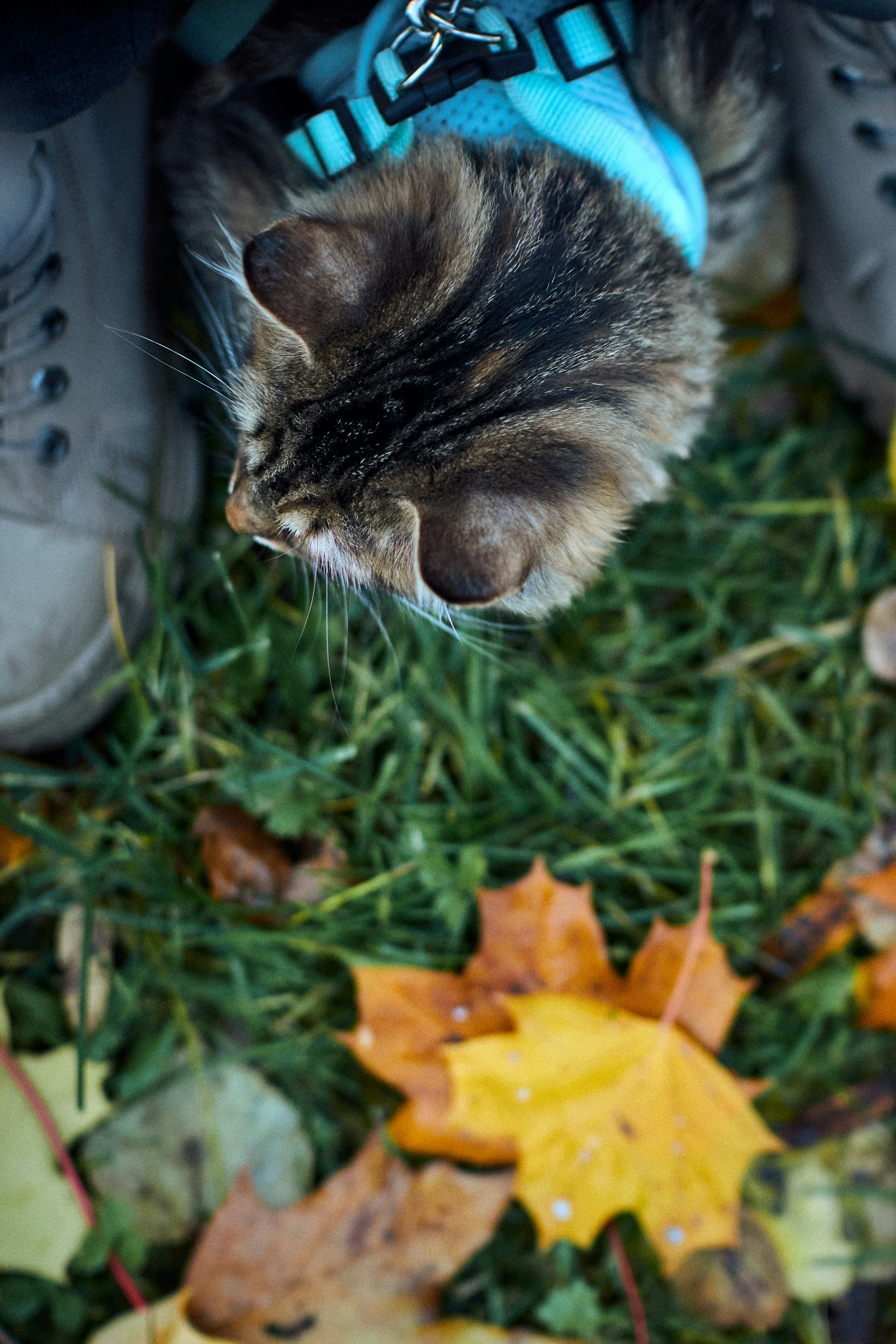 Blue-Harnessed Tabby Among Fall-Gold Grass