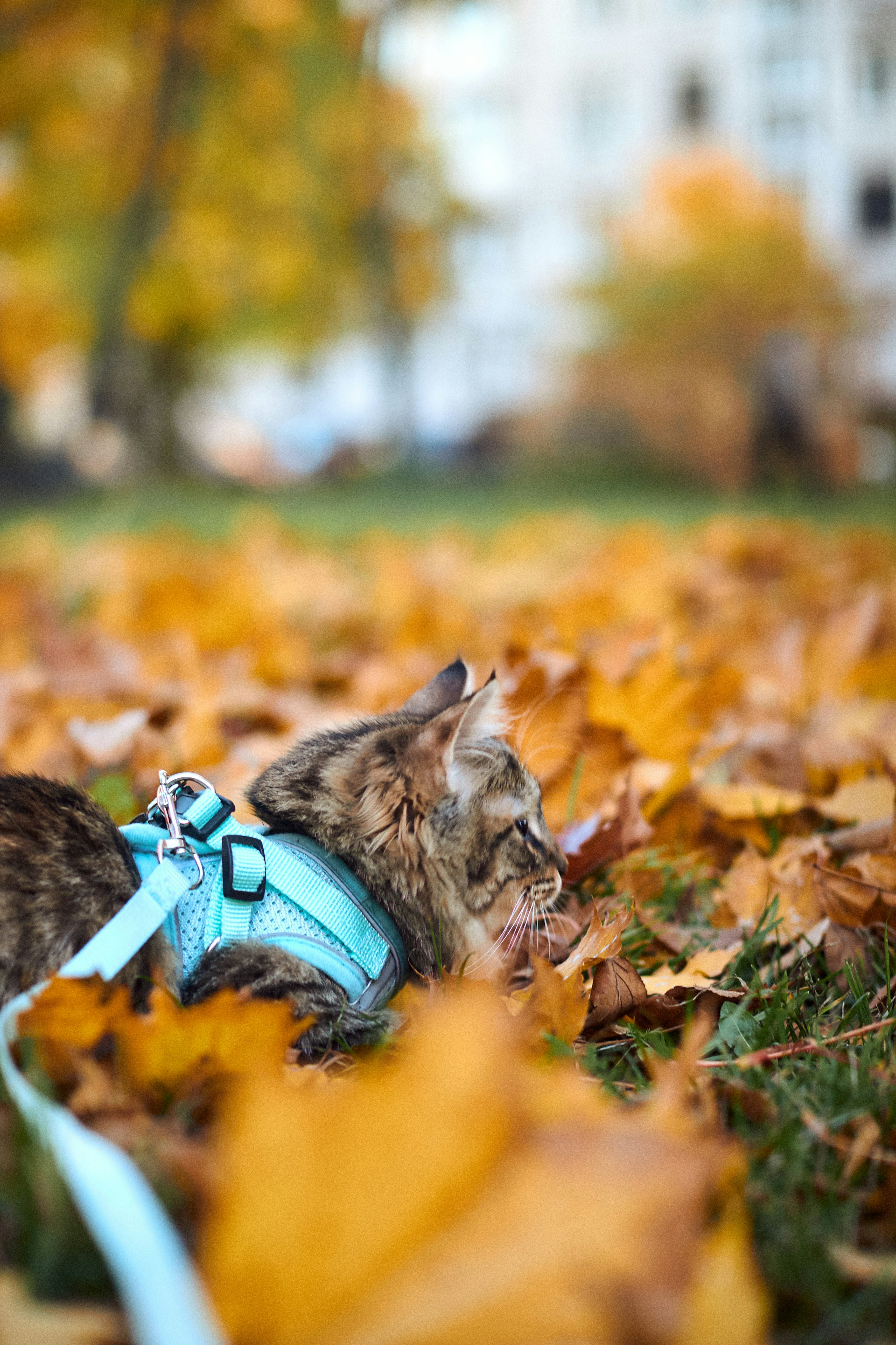 Autumn Whiskers in a Blue Harness Amid Copper Leaves