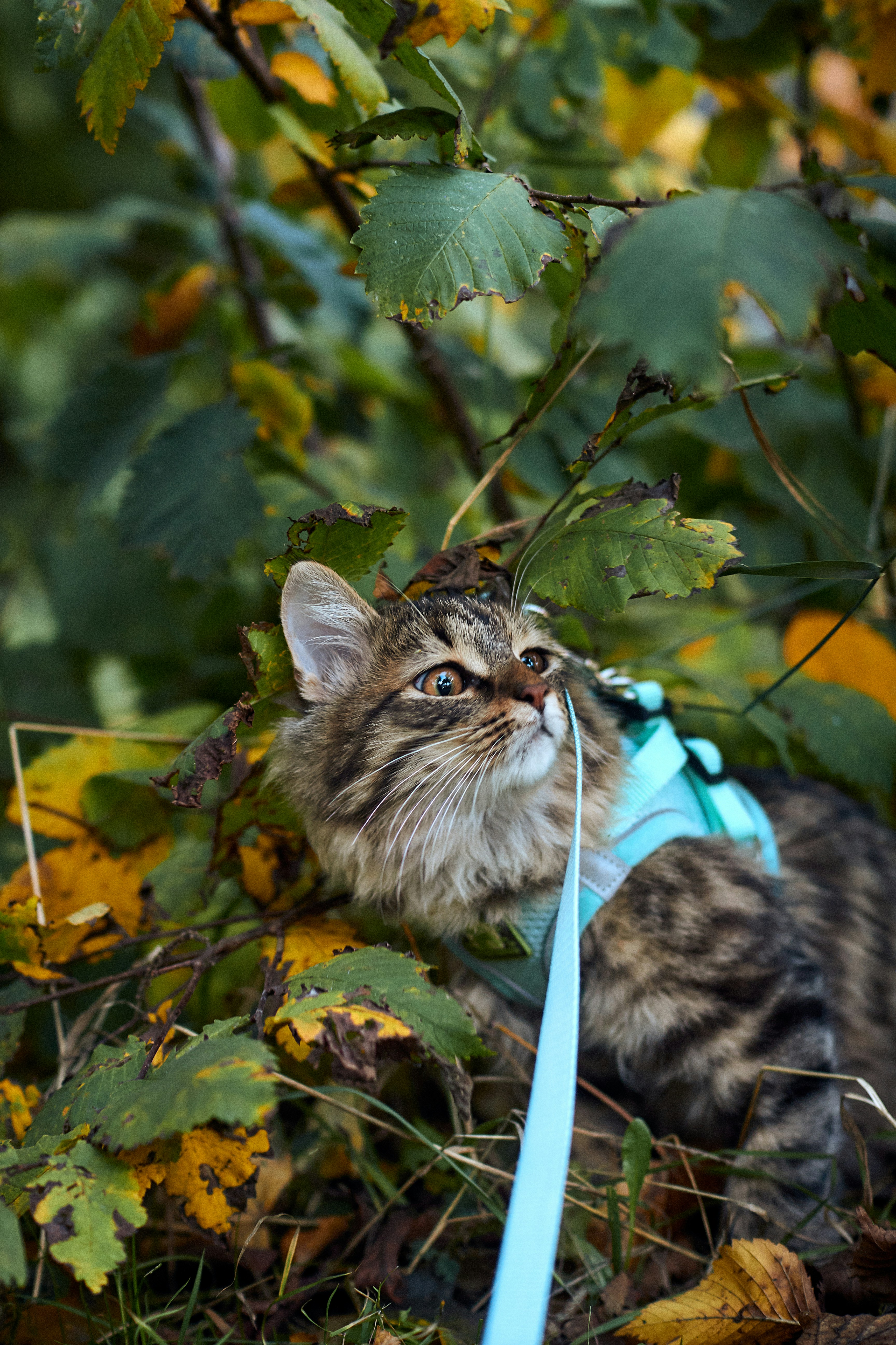 A cat in a tree photo – Free Leaf Image on Unsplash
