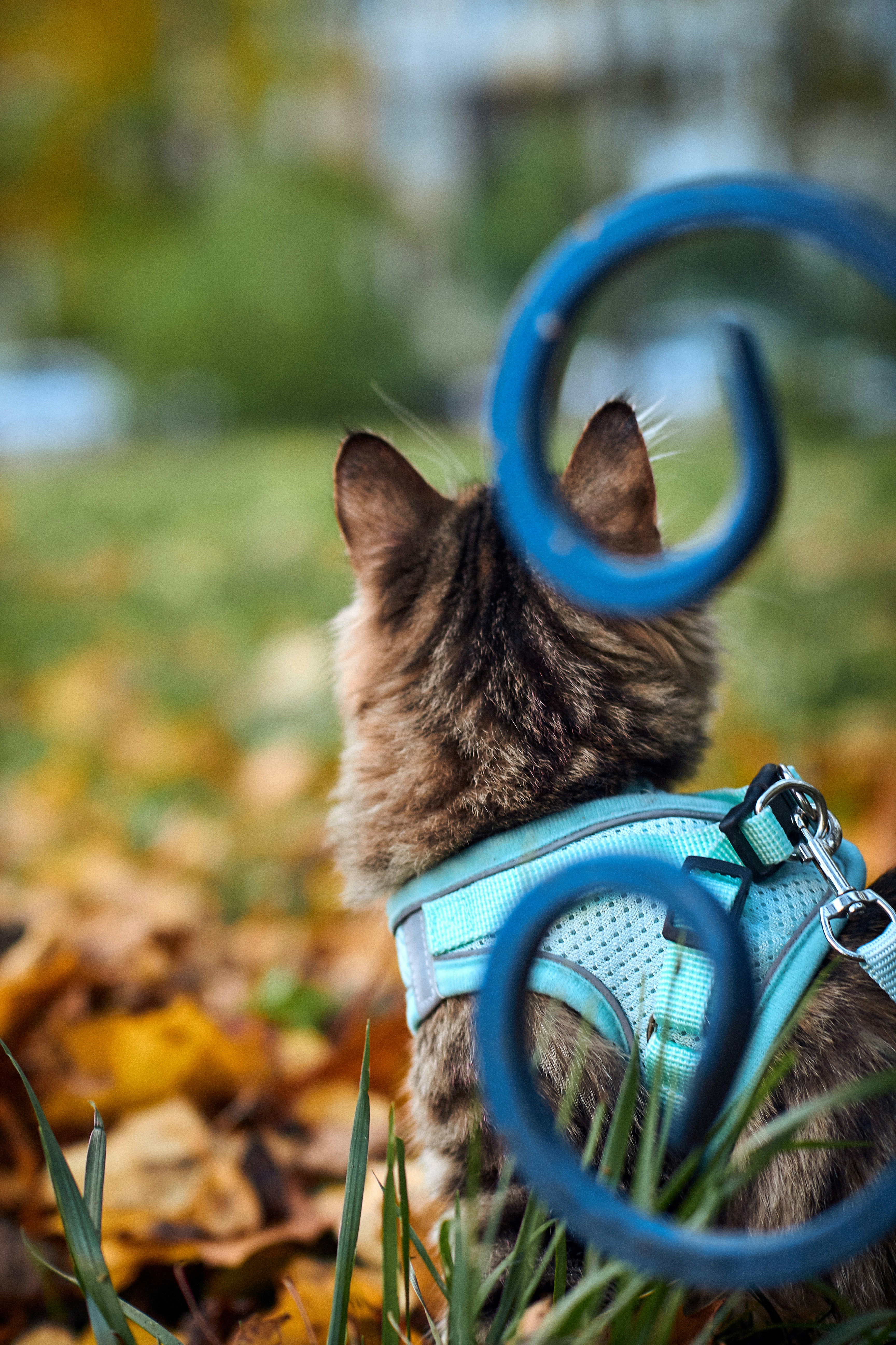Blue Rings, Autumn Leaves: The Curious Cat in a Sky-Blue Harness