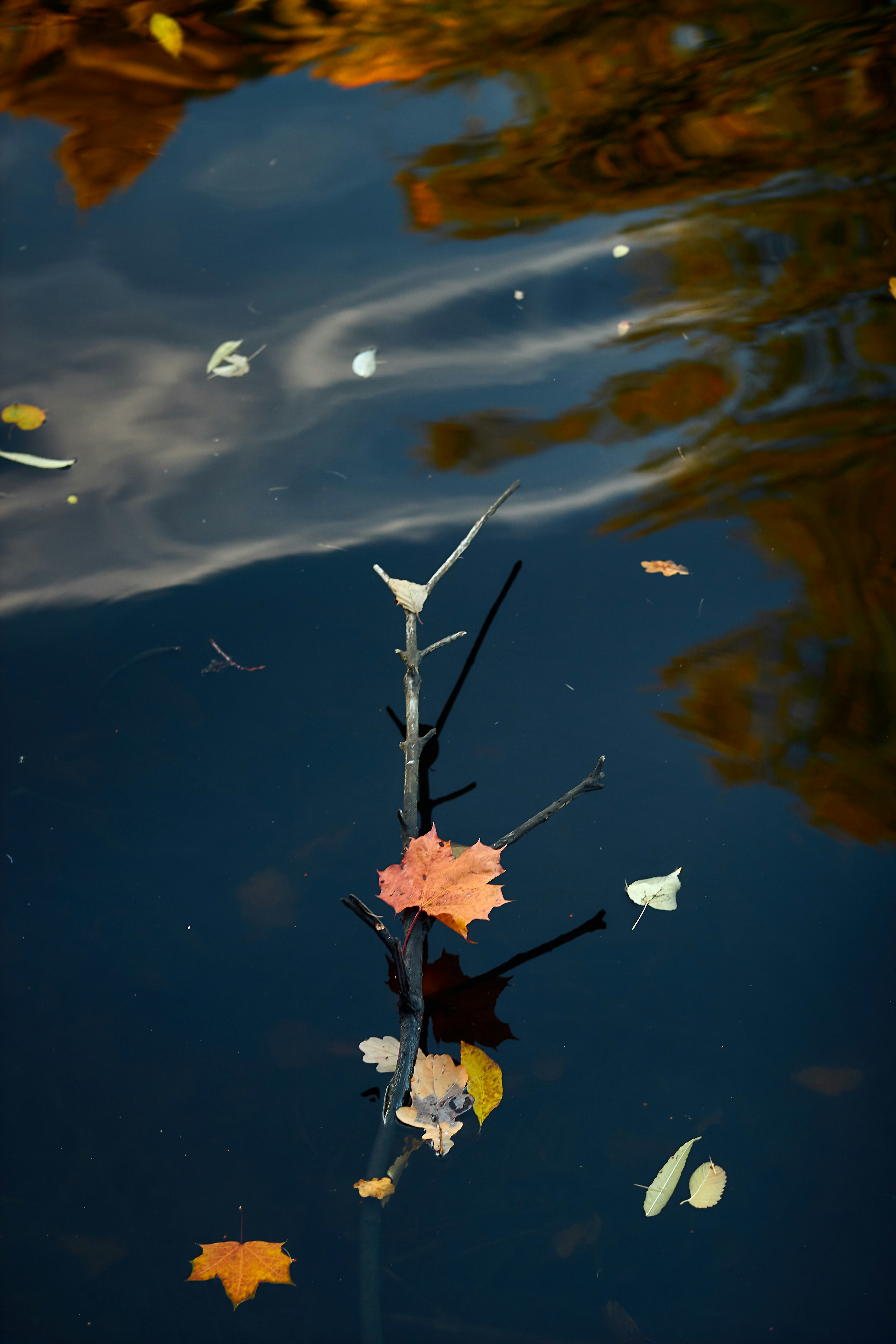 Floating Ember on a Mirror Pond: A Red Leaf Clings to a Bare Twig