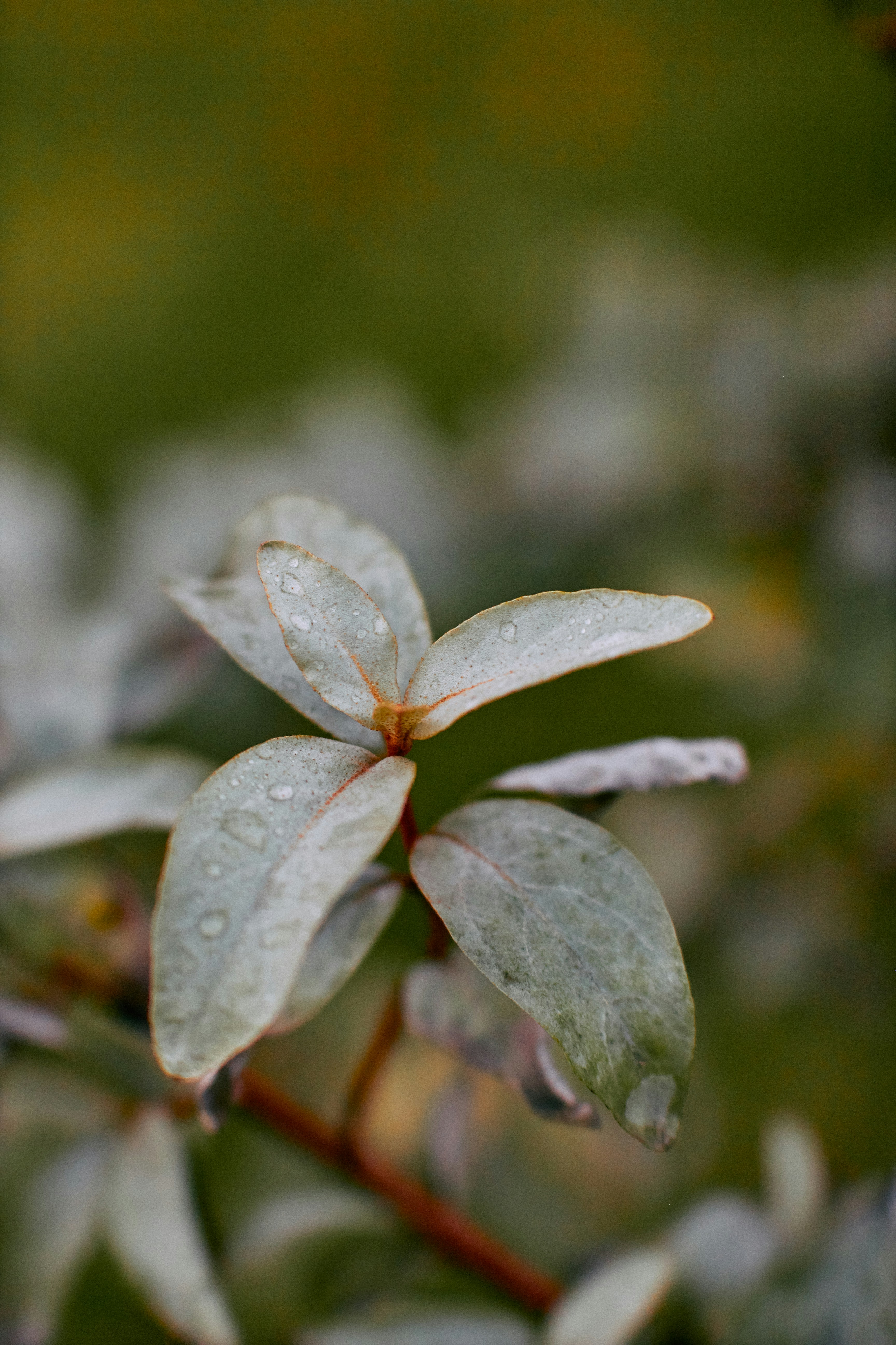 Dew-kissed Leaves on a Red Stem: Close-Up in Velvet Bokeh