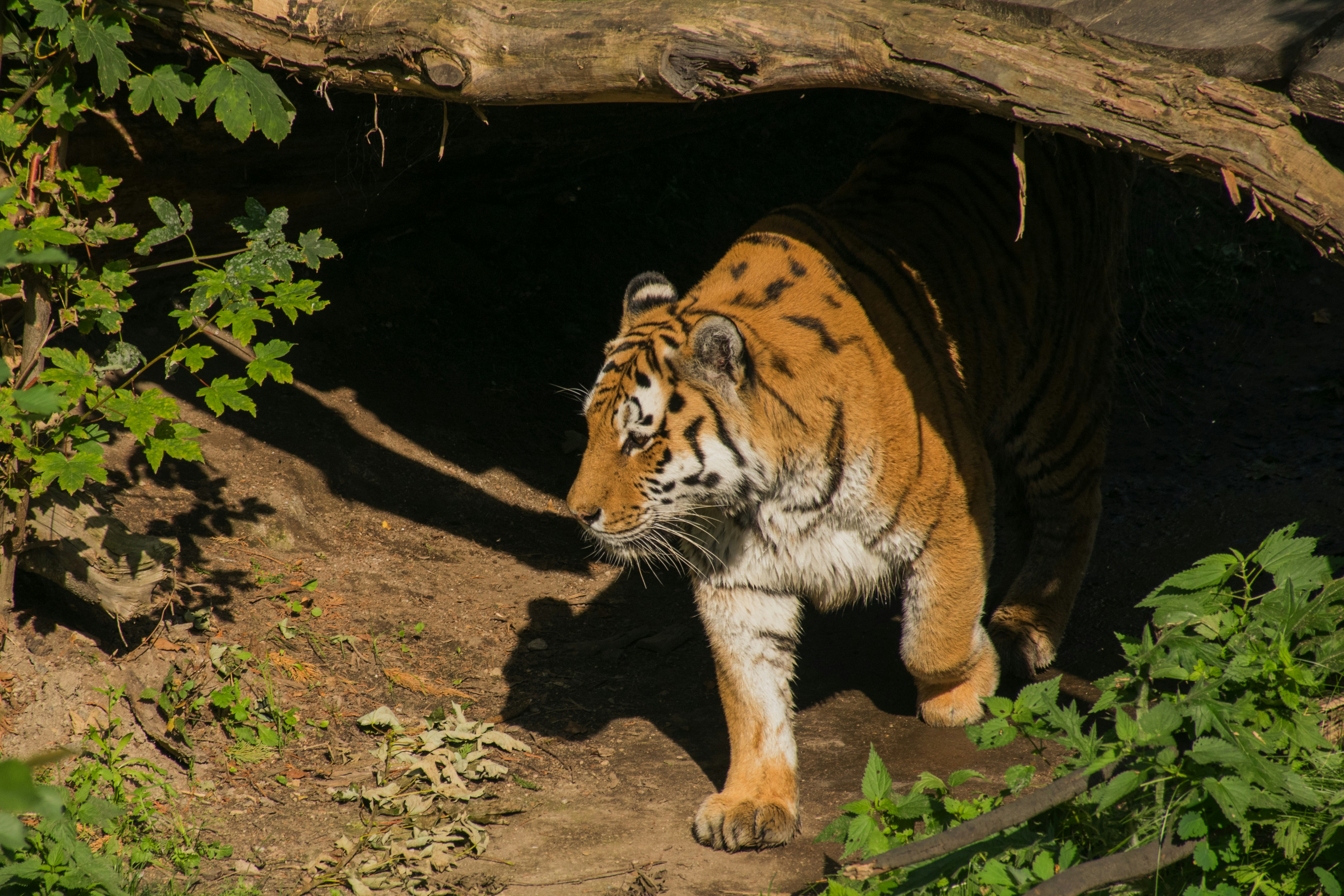 A tiger walking on dirt photo – Free Germany Image on Unsplash