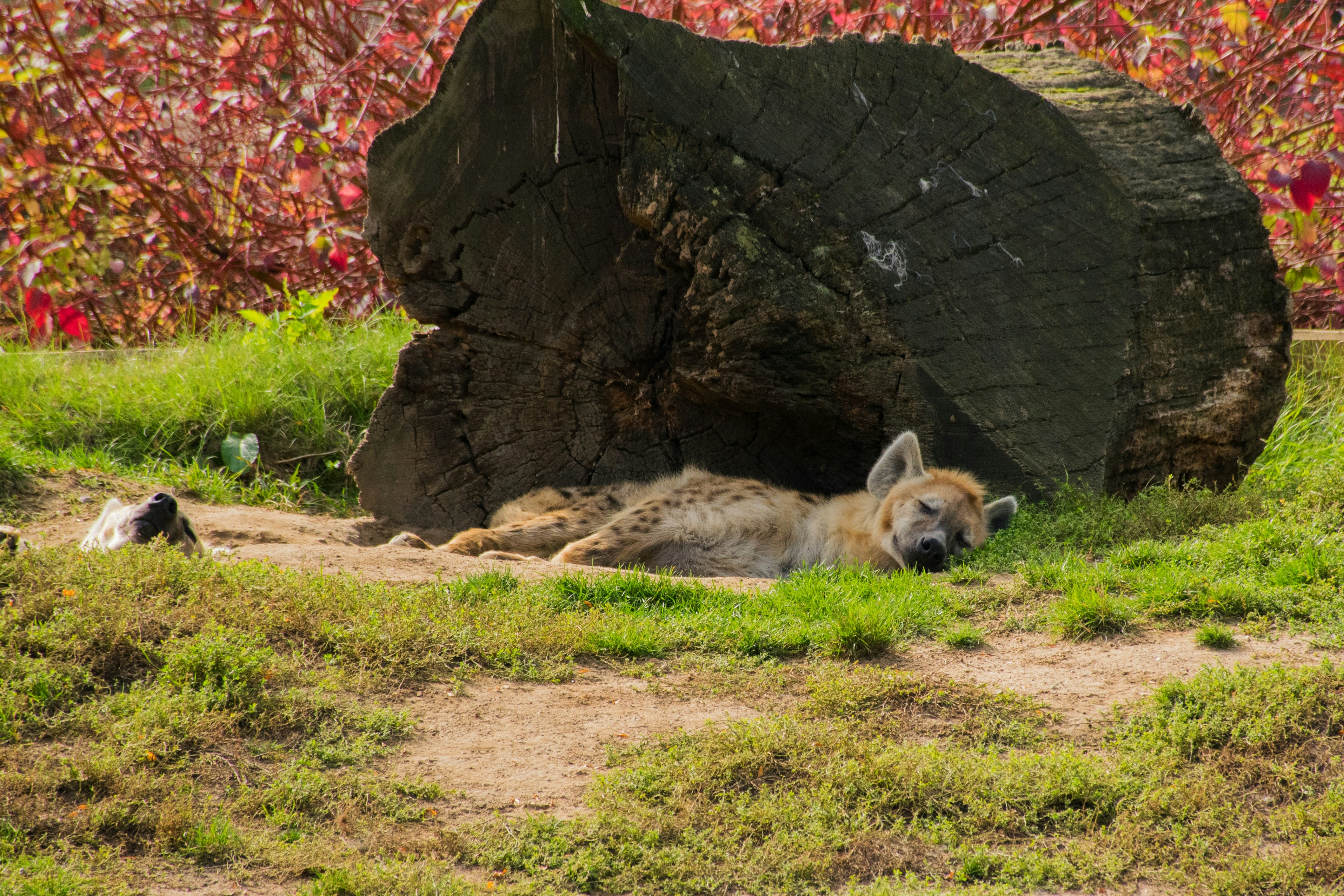 Photo by Deny Hill with Nikon D5300