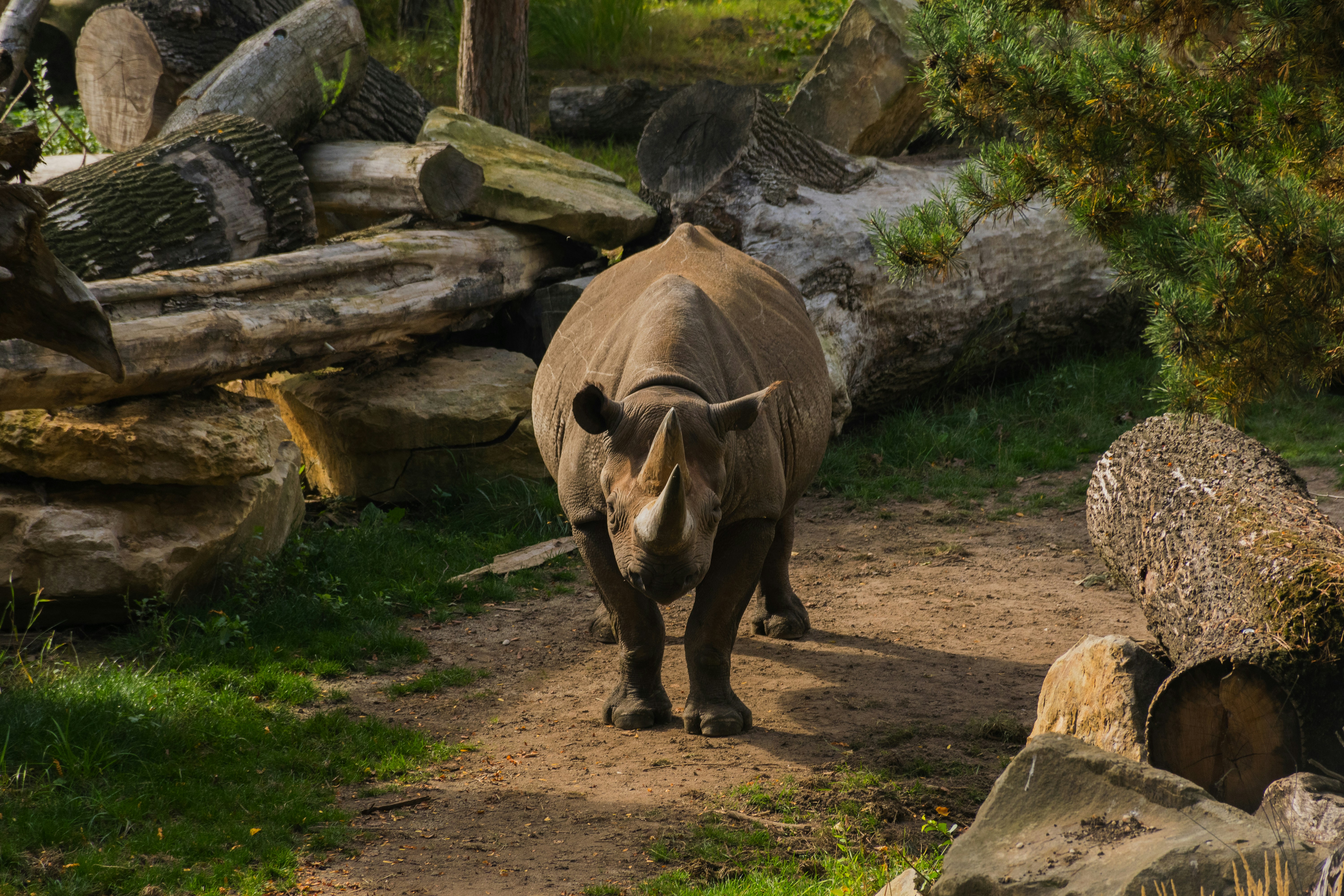 Rhino on a Log-Lined Path in a Quiet Woodland Clearing