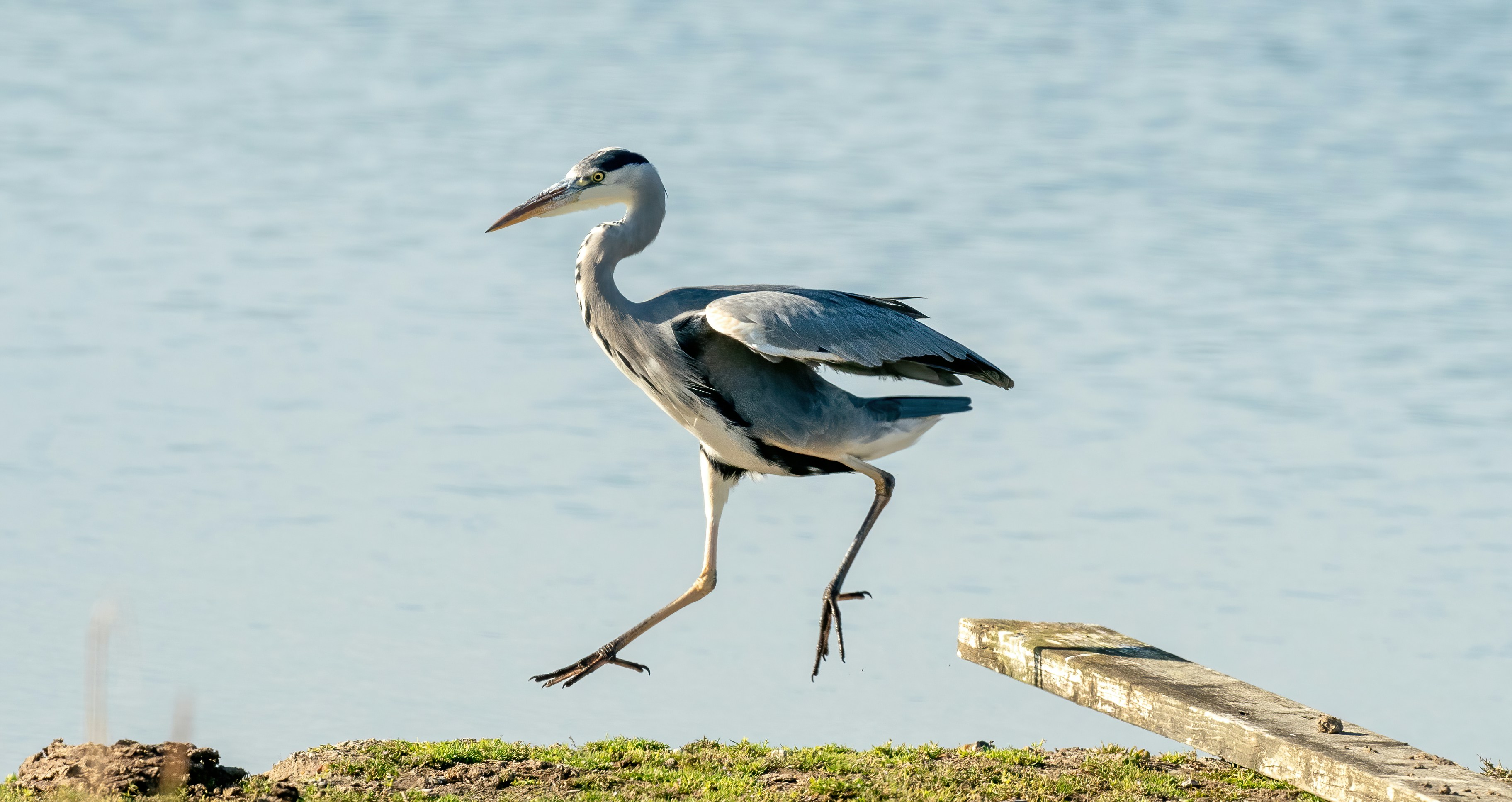 A heron gracefully strides across a wooden dock, framed by a serene body of water. The bird's elegant posture and detailed plumage are highlighted against the calm backdrop.