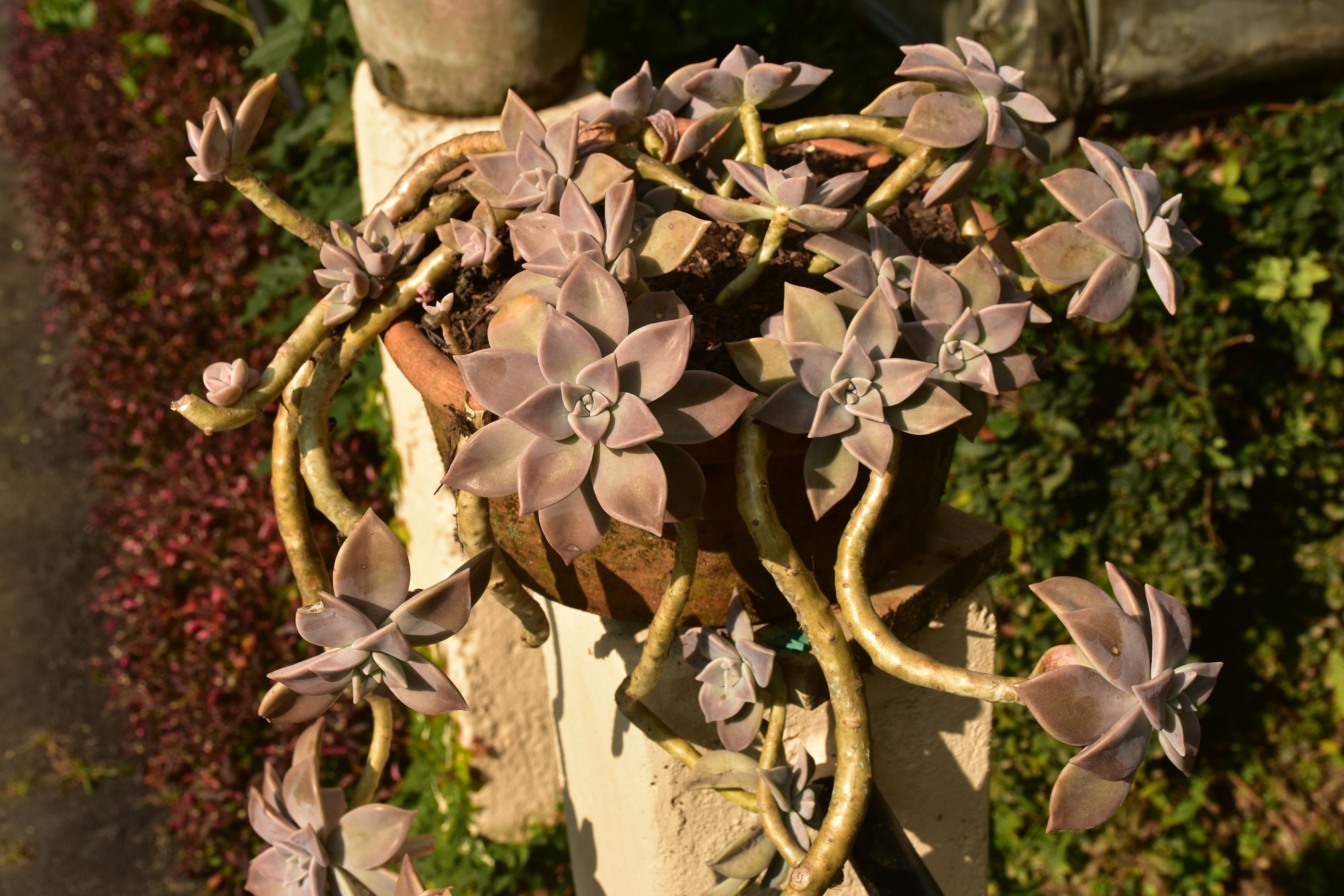 Sunlit Succulent Tangle: Purple Rosettes Cling to Weathered Stone