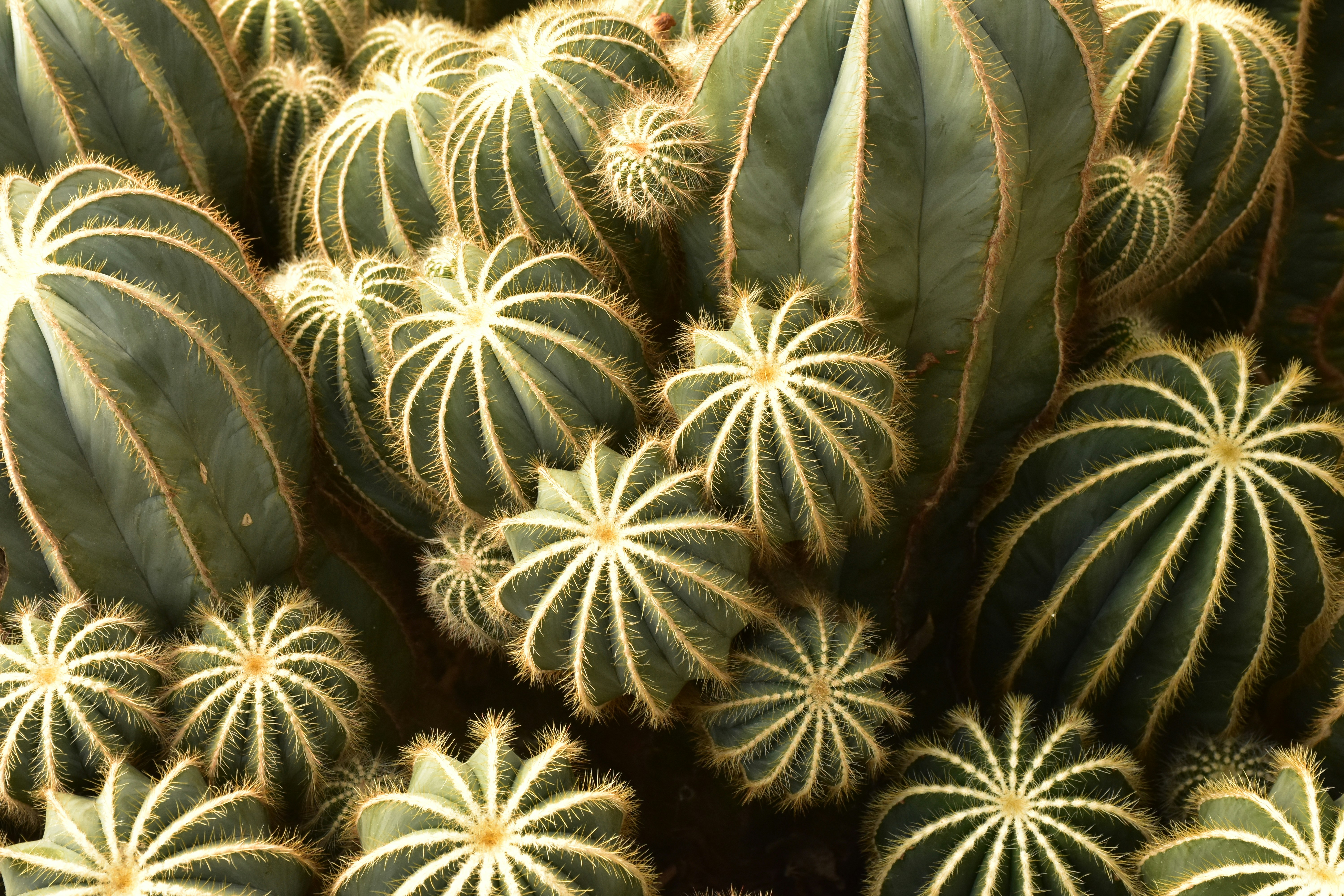 Radiant Crowns: close-up of sunlit star cacti