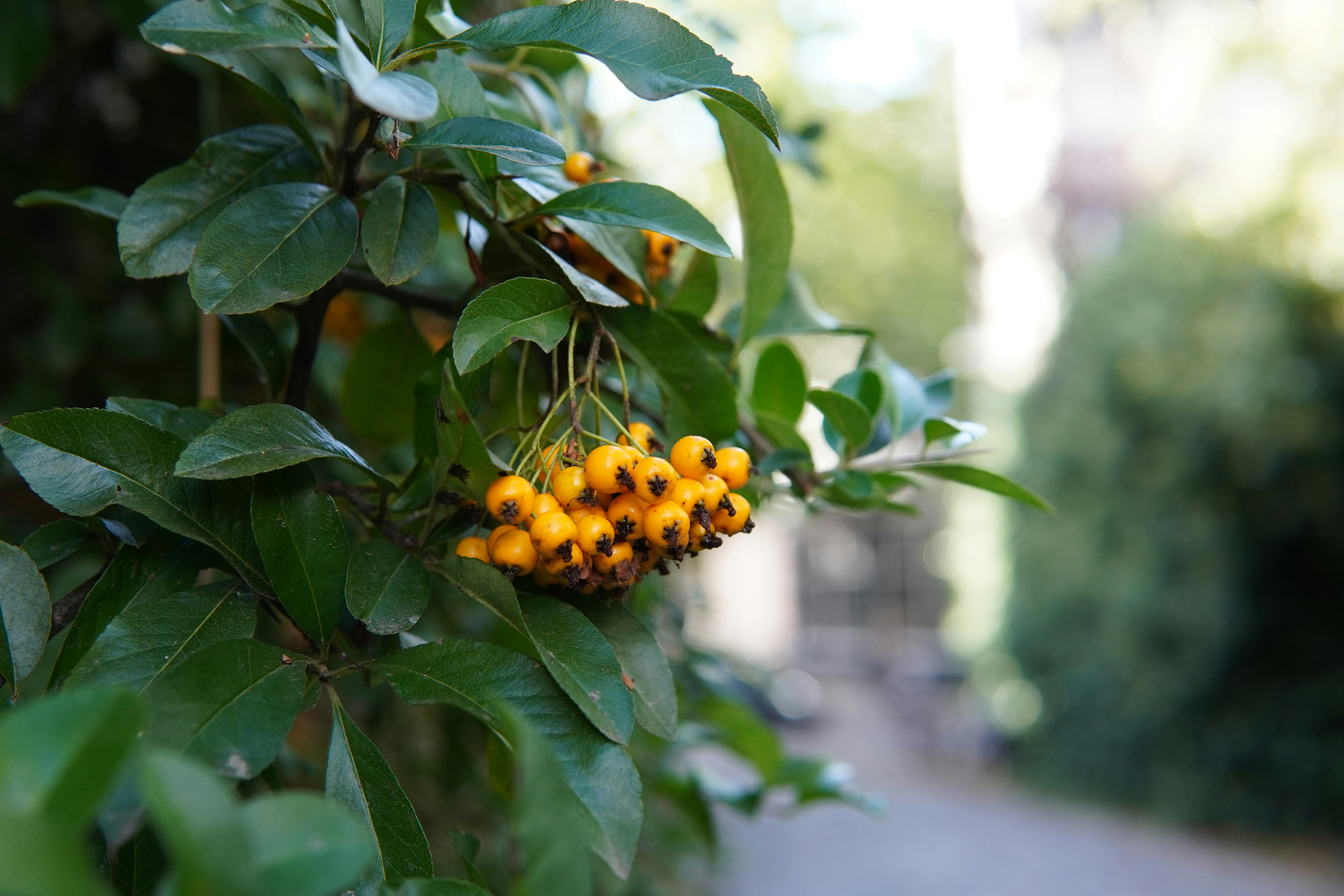 Photo by Lidia Nemiroff with SONY ZV-E10