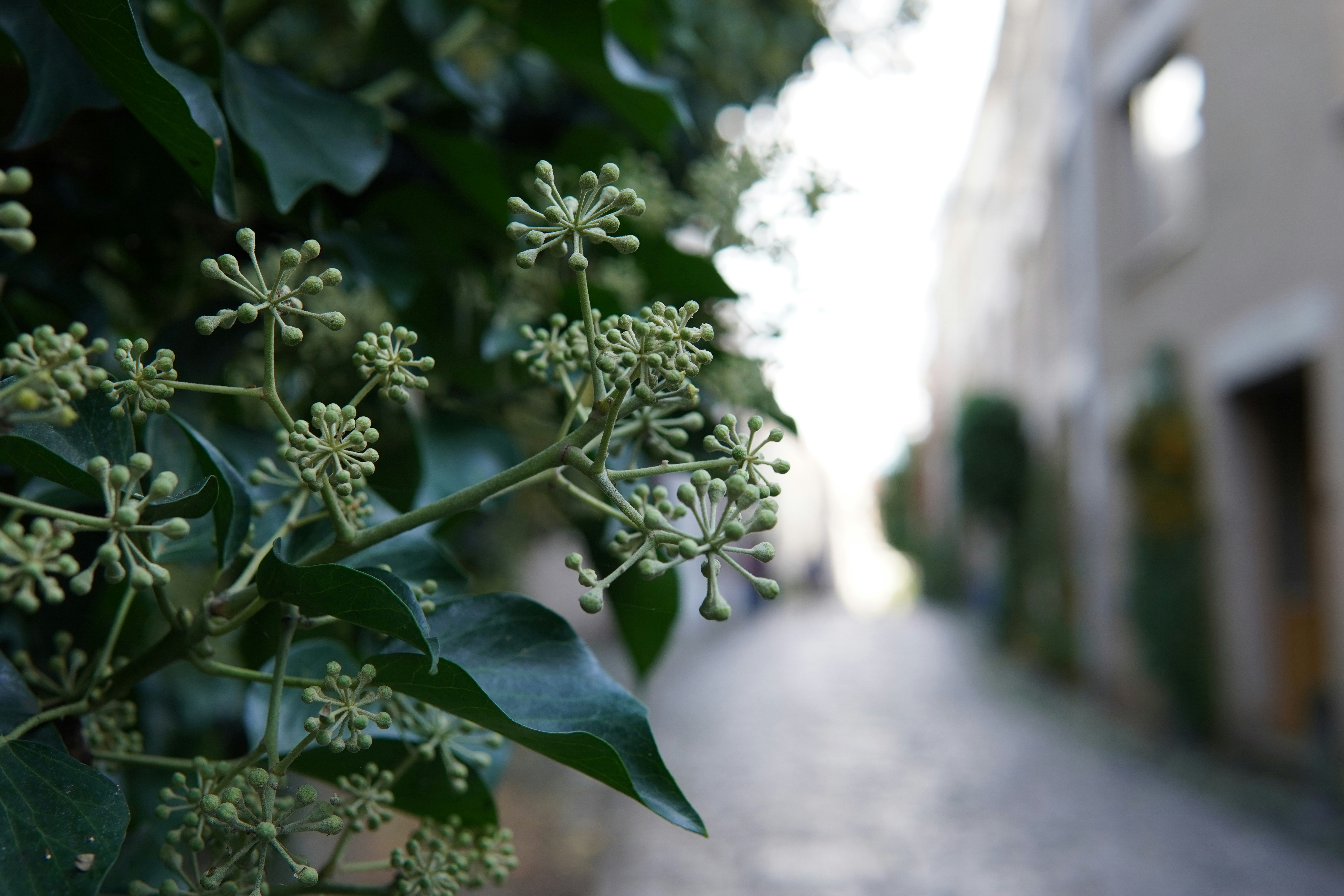 Un gros plan d’une plante photo – Image gratuite de Nijmegen sur Unsplash