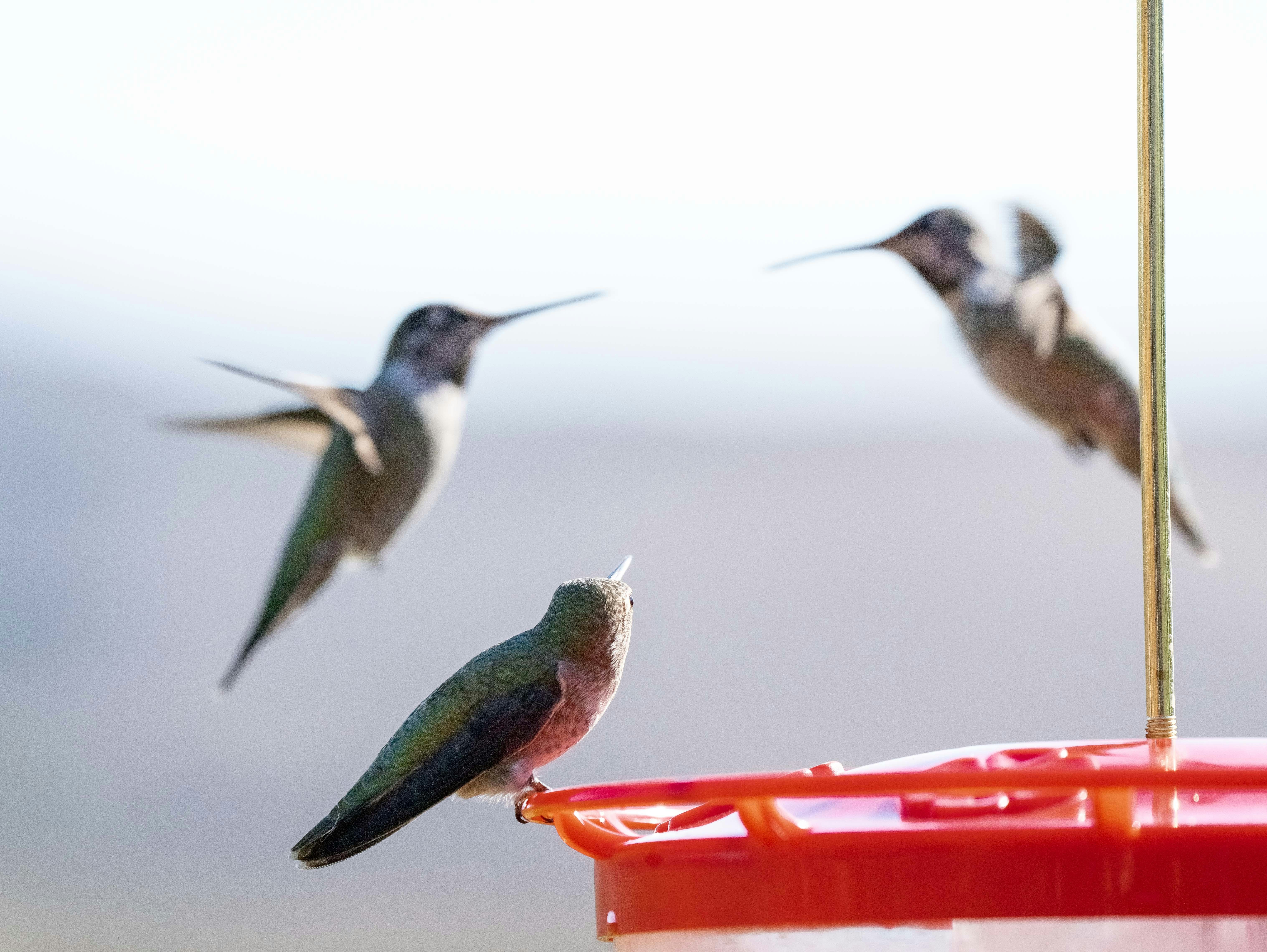 A group of humming birds flying photo – Free Animal Image on Unsplash