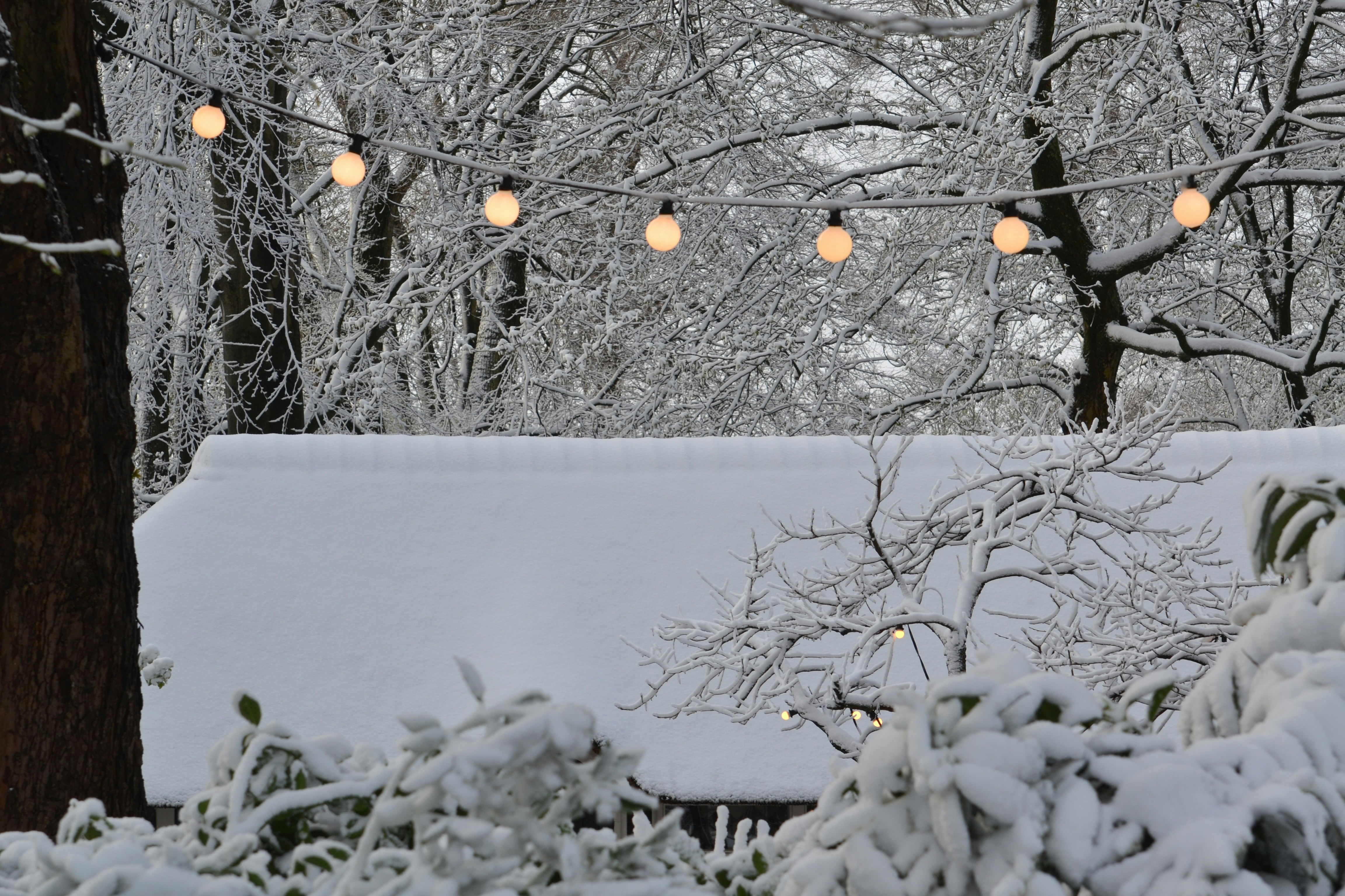 a snowy yard with trees