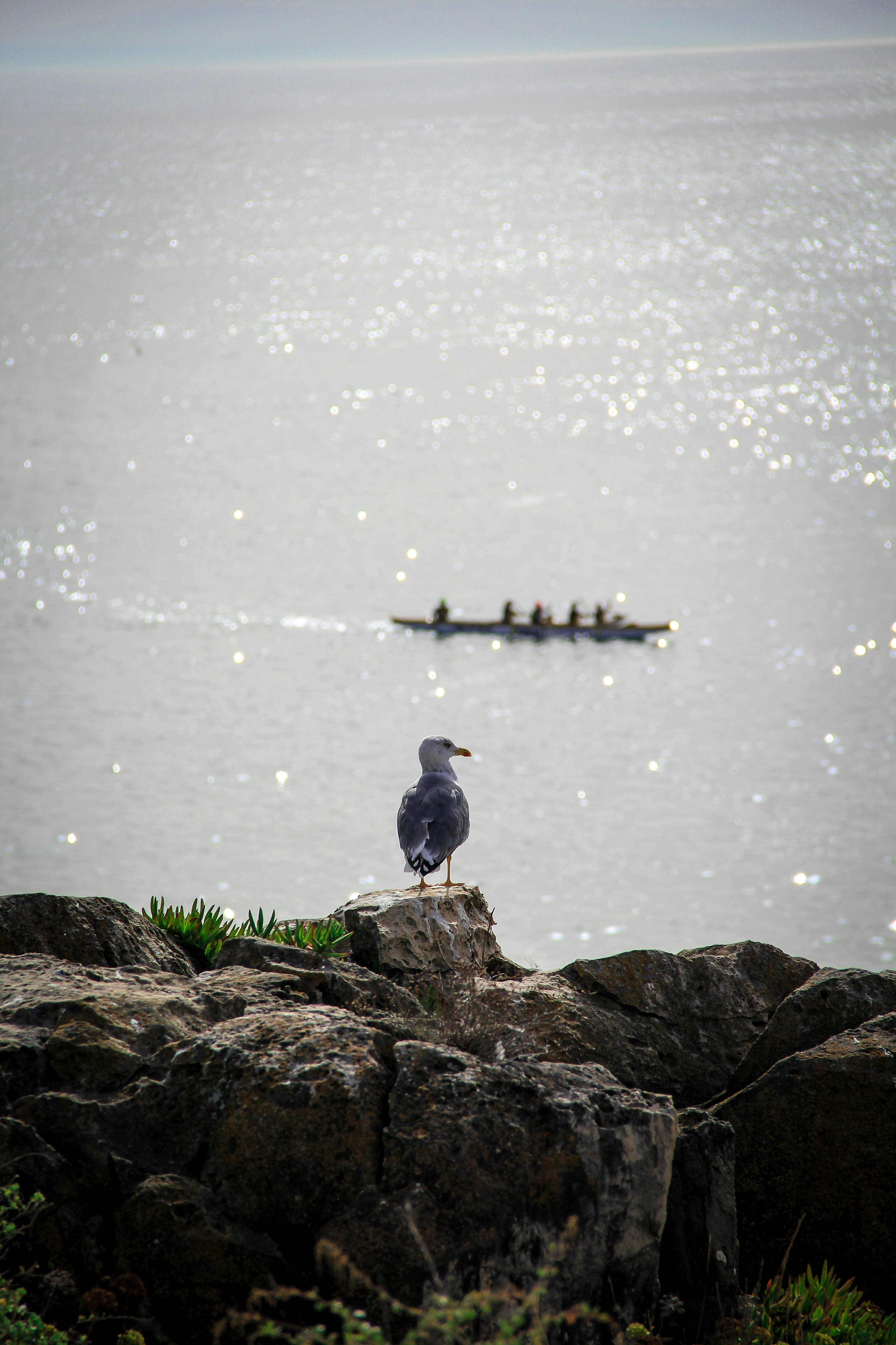 a bird on a rock by the waterFrancisco de Frias